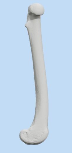 Femur Dog 10 kg 3D model 3D printable | CGTrader