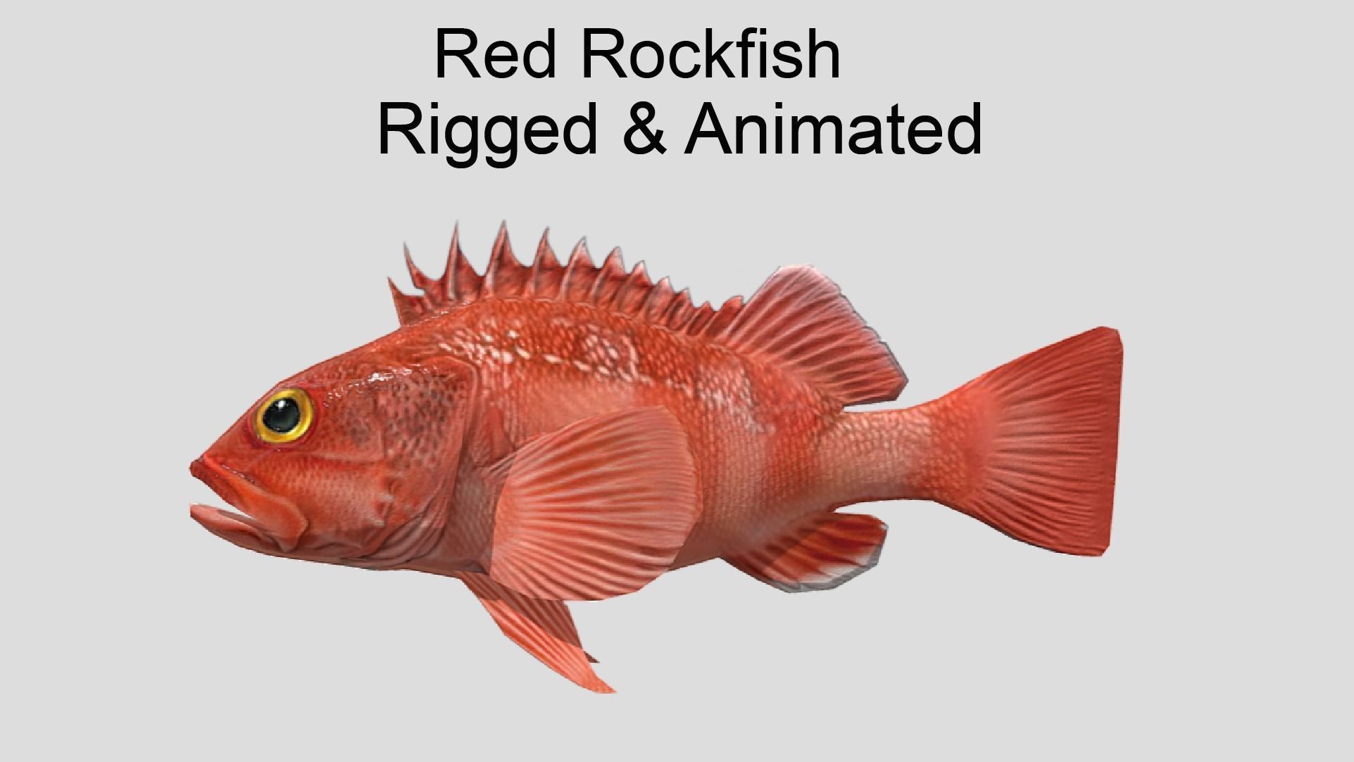 red rockfish 3D model animated rigged | CGTrader