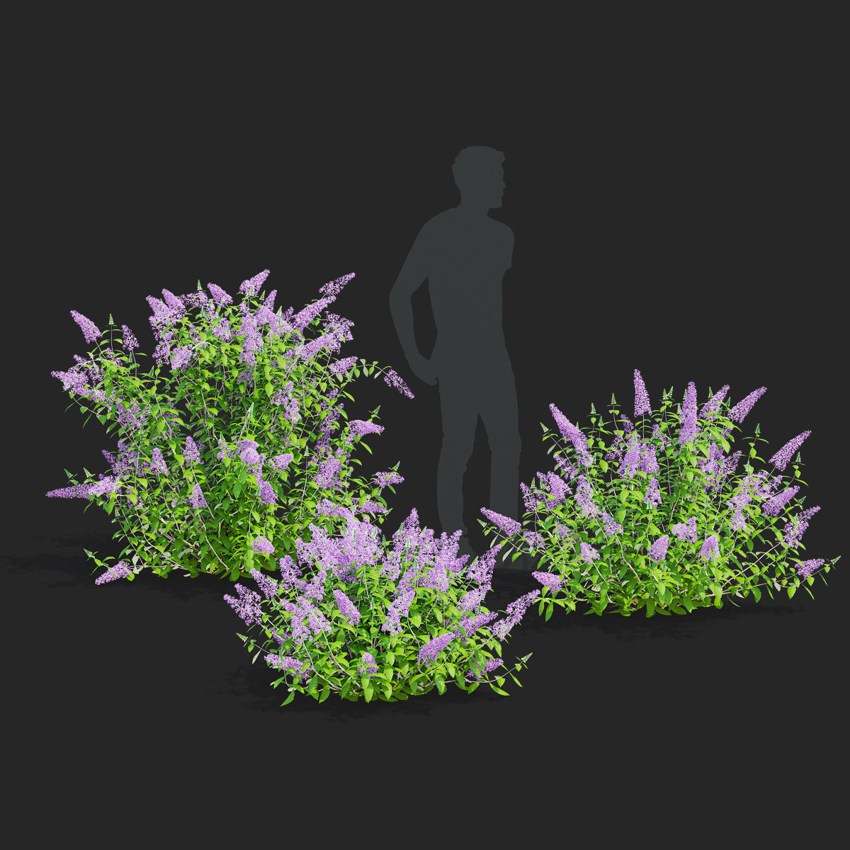 Buddleja davidii 3D model | CGTrader