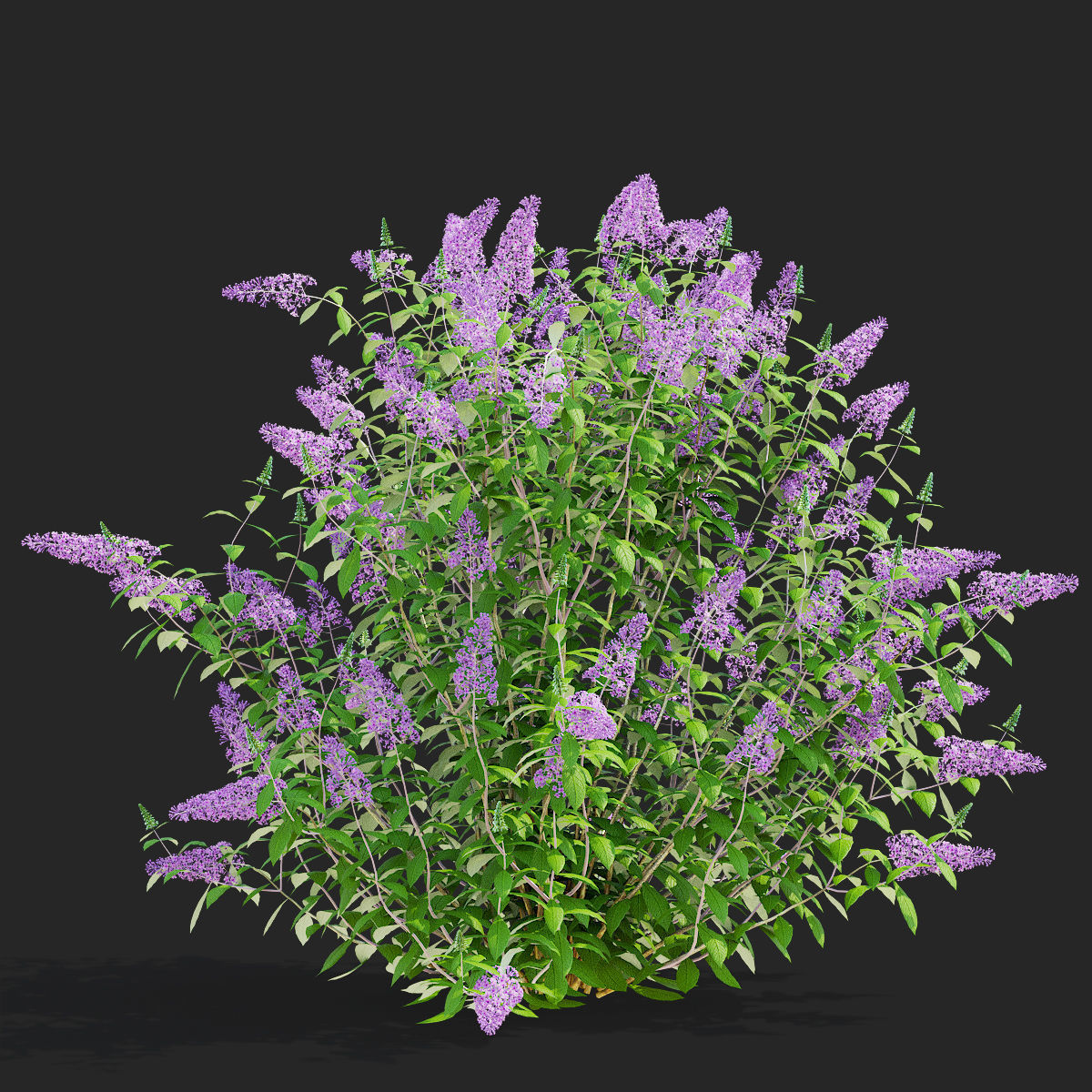 Buddleja davidii 3D model | CGTrader
