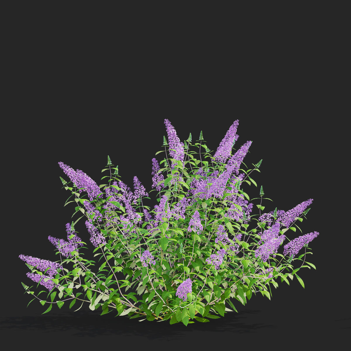 Buddleja davidii 3D model | CGTrader