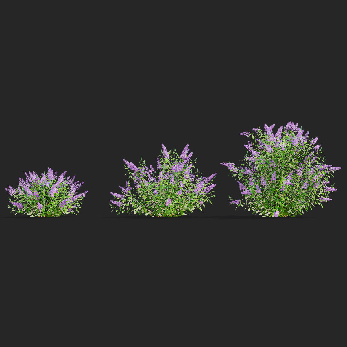 Buddleja davidii 3D model | CGTrader