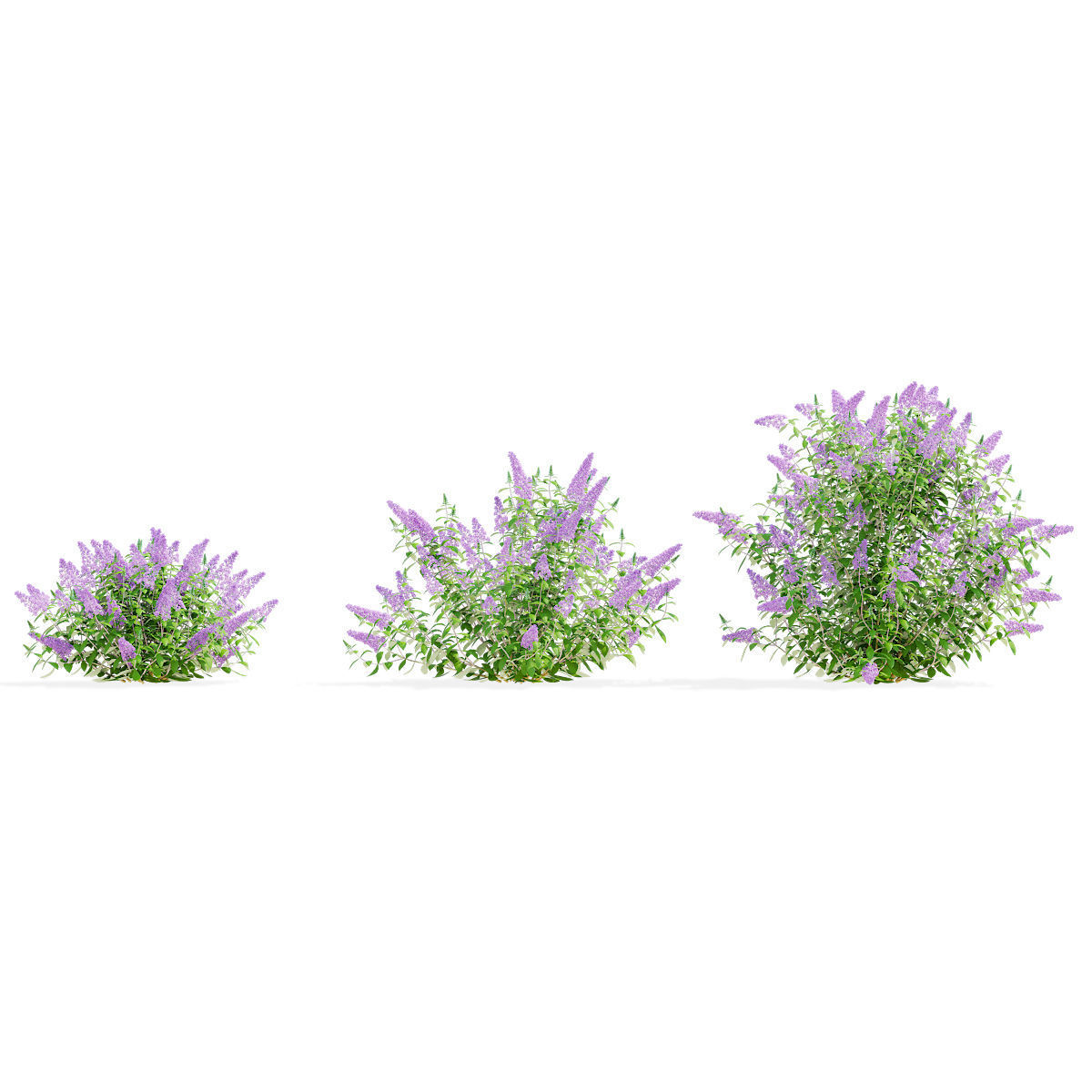 Buddleja davidii 3D model | CGTrader