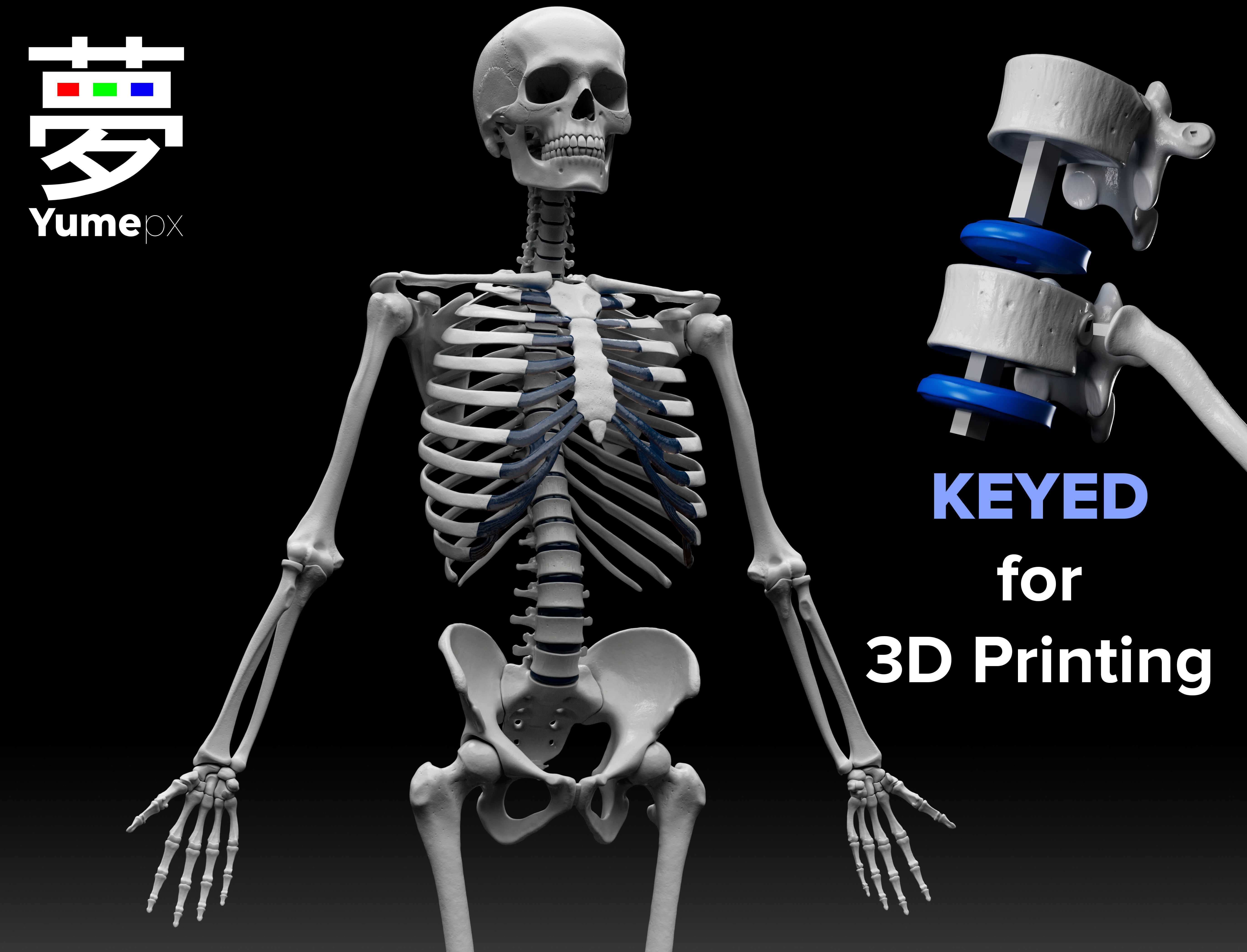 Human Skeleton - 3D Printing 3D model 3D printable | CGTrader