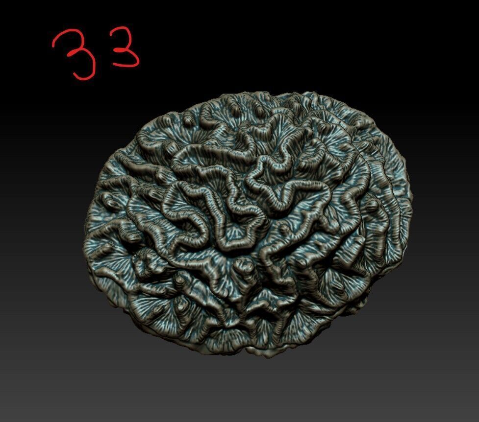 Corals coral 3D model 3D printable | CGTrader