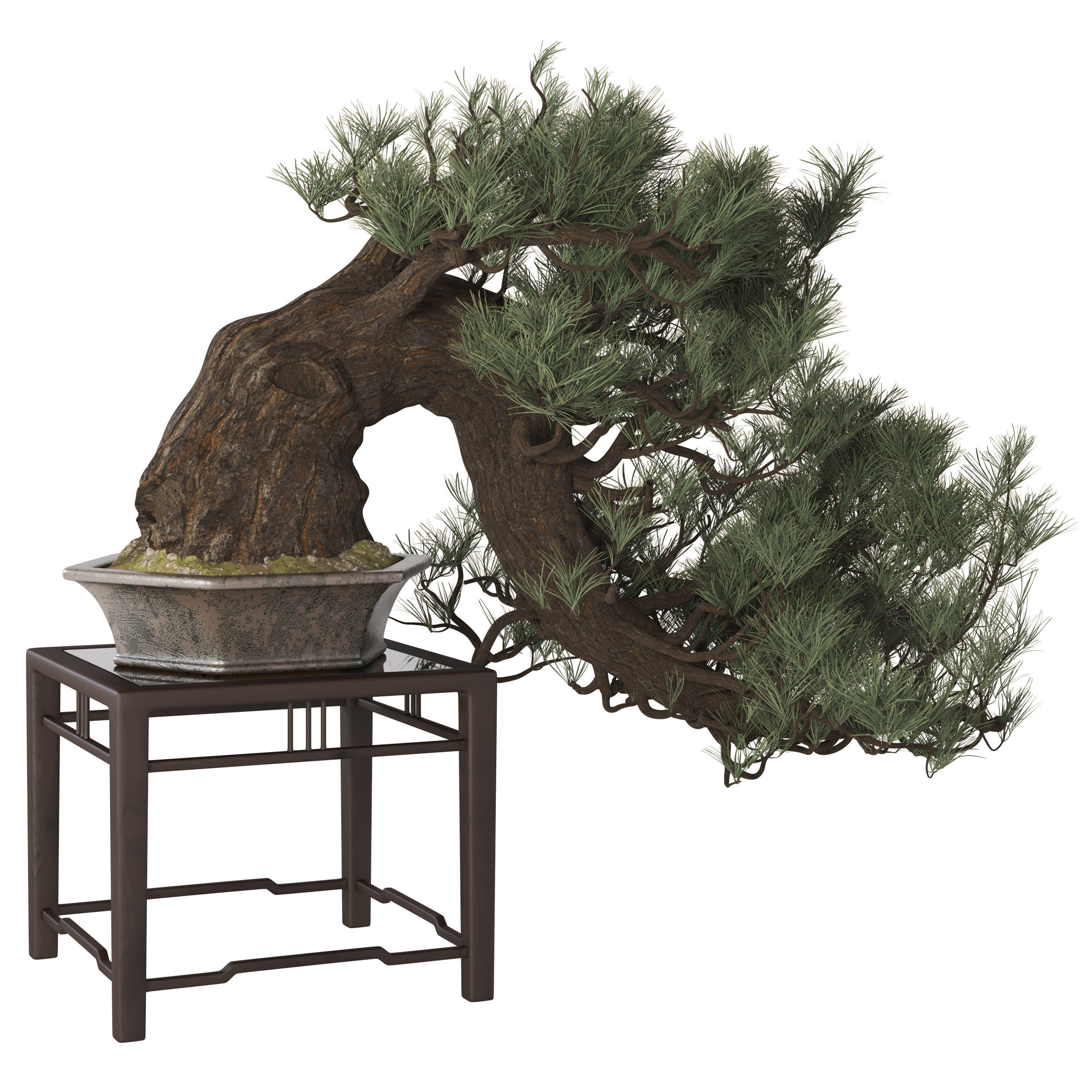 Bonsai 05 3D model | CGTrader