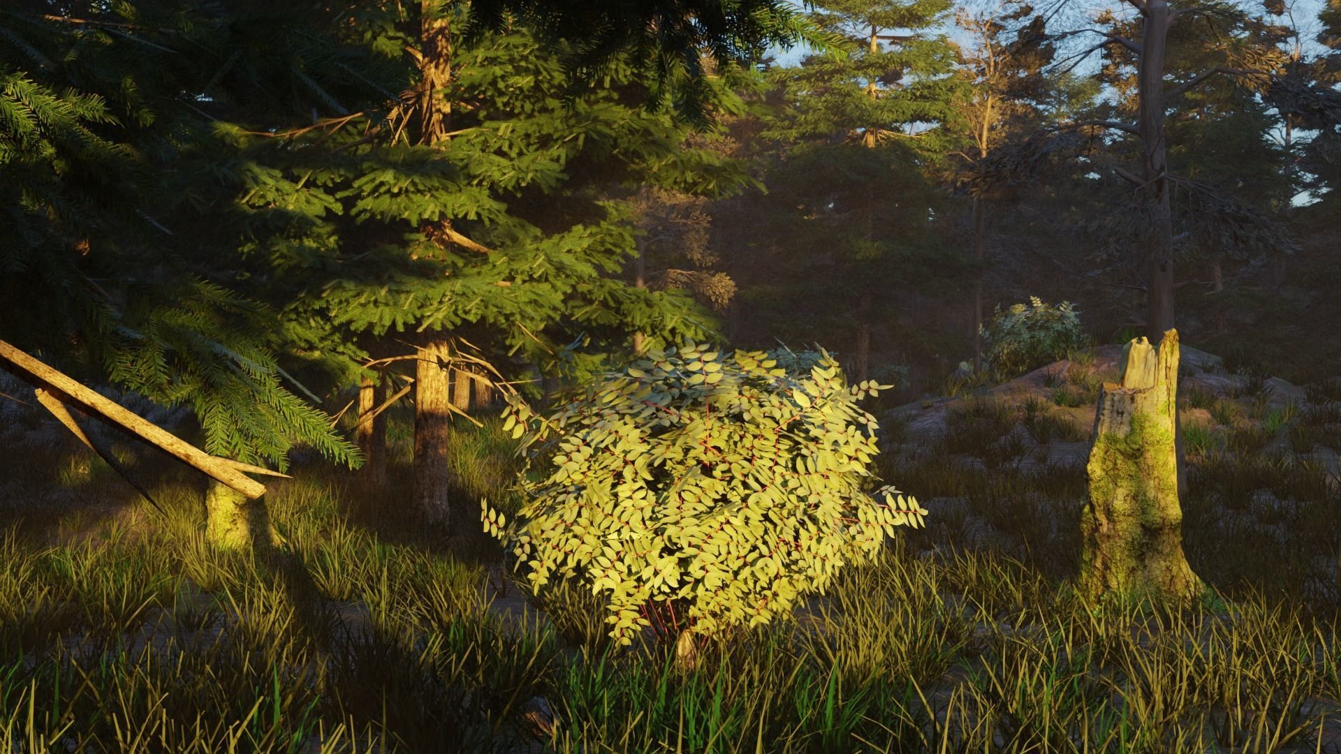 Summer forest 3D model | CGTrader