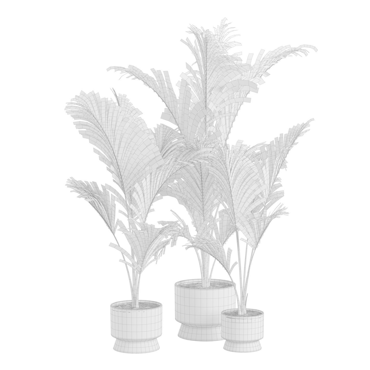 Majesty Palm 02 - Ravenea rivularis 3D model | CGTrader