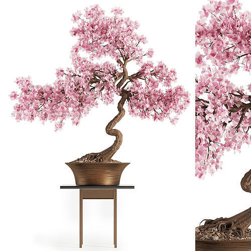 Bonsai spring flowers 3D model | CGTrader