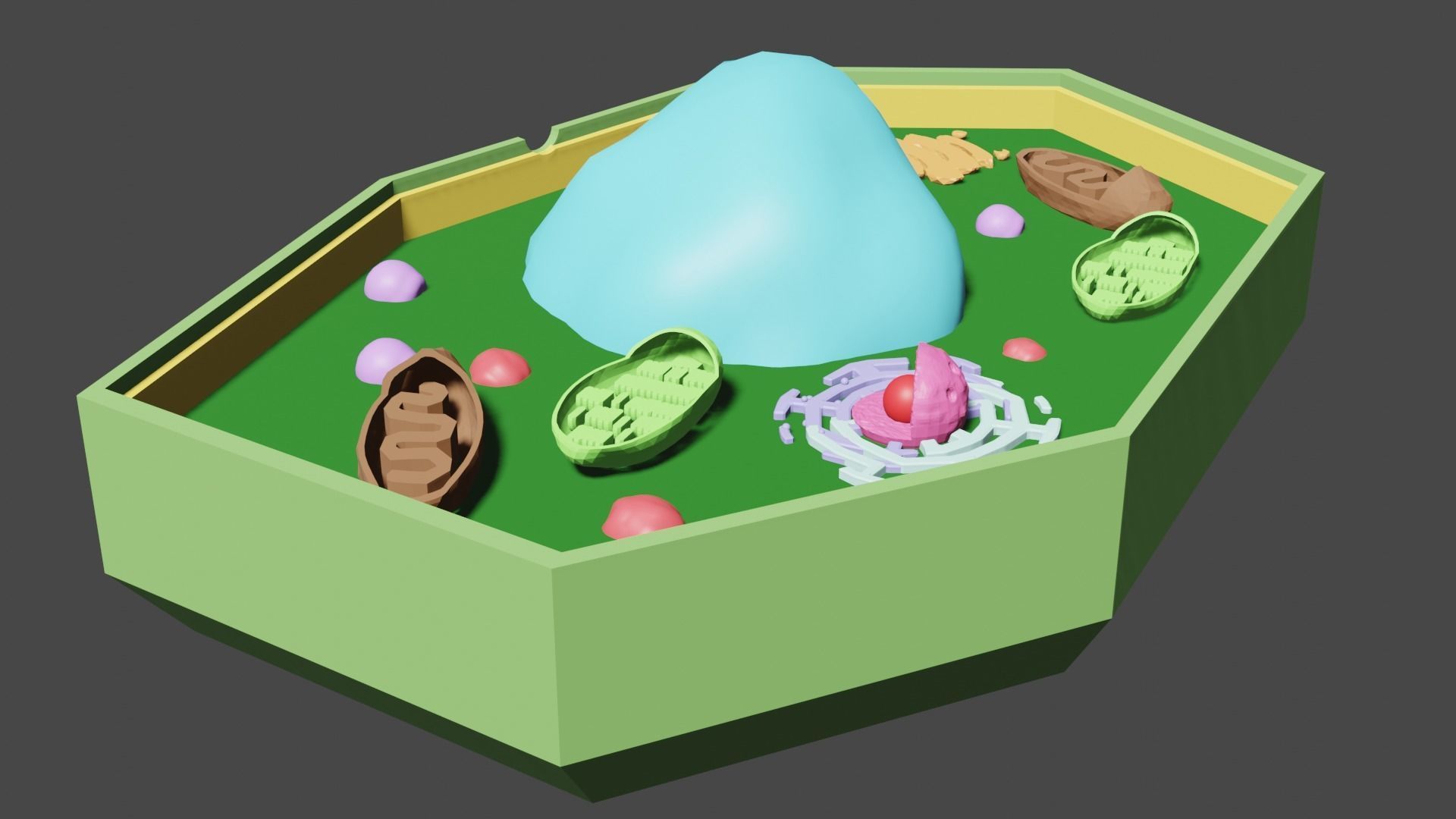 Plant Cell 3D model | CGTrader