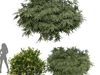 Valentina Glauca Golden Globe Dwarf Thuja Spruce 3D model | CGTrader