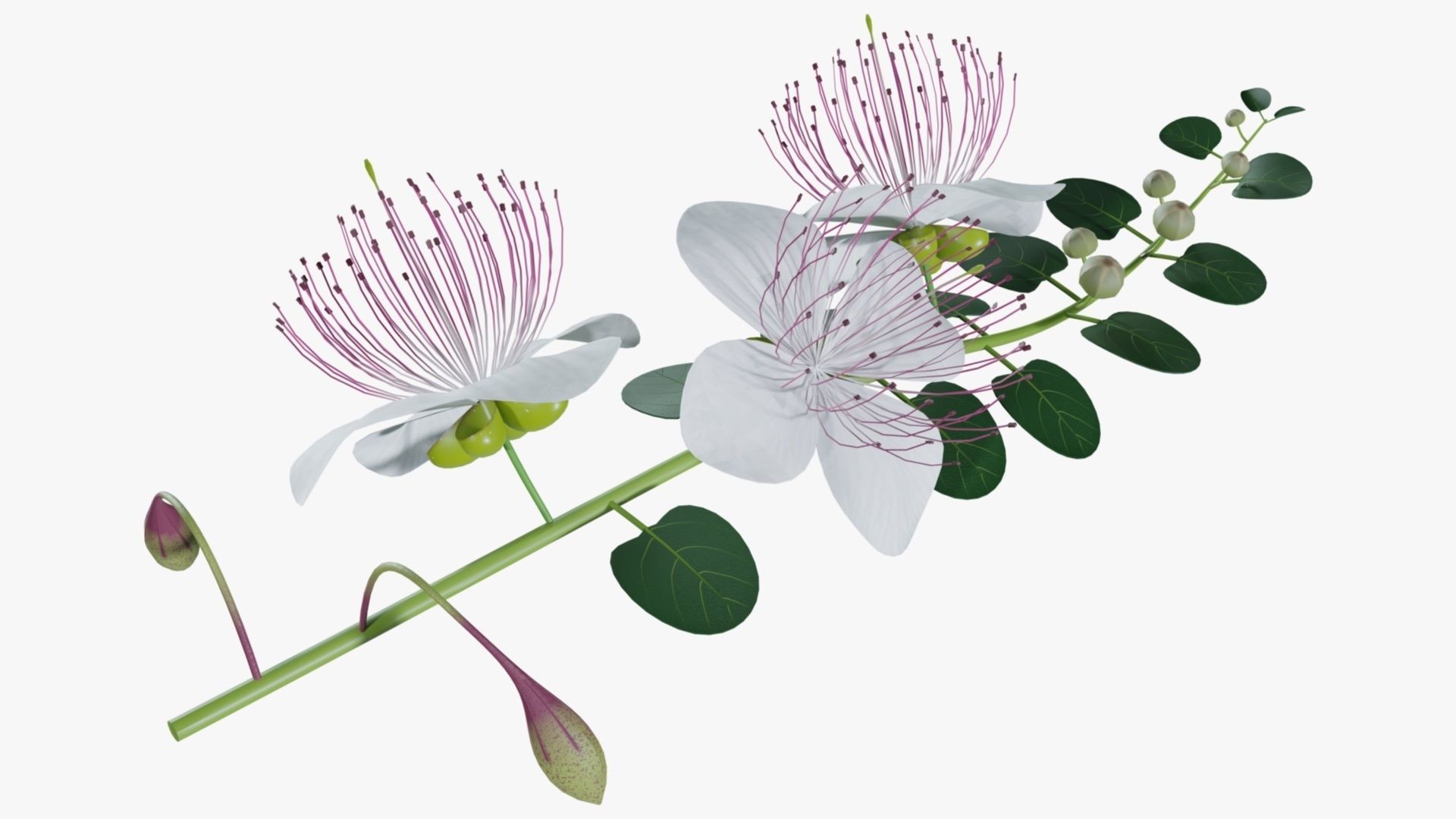 Caper flower 3D model | CGTrader