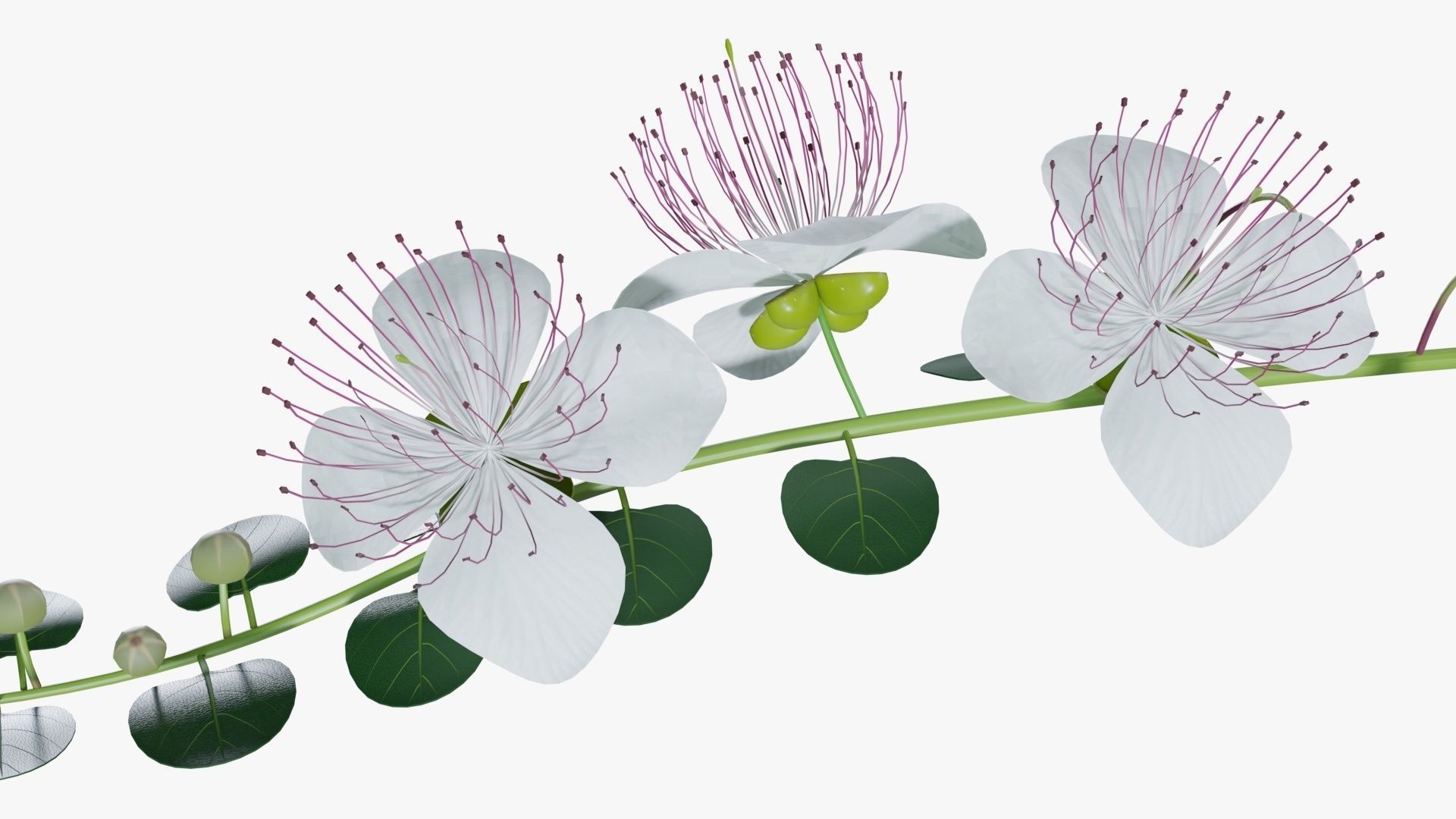 Caper flower 3D model | CGTrader