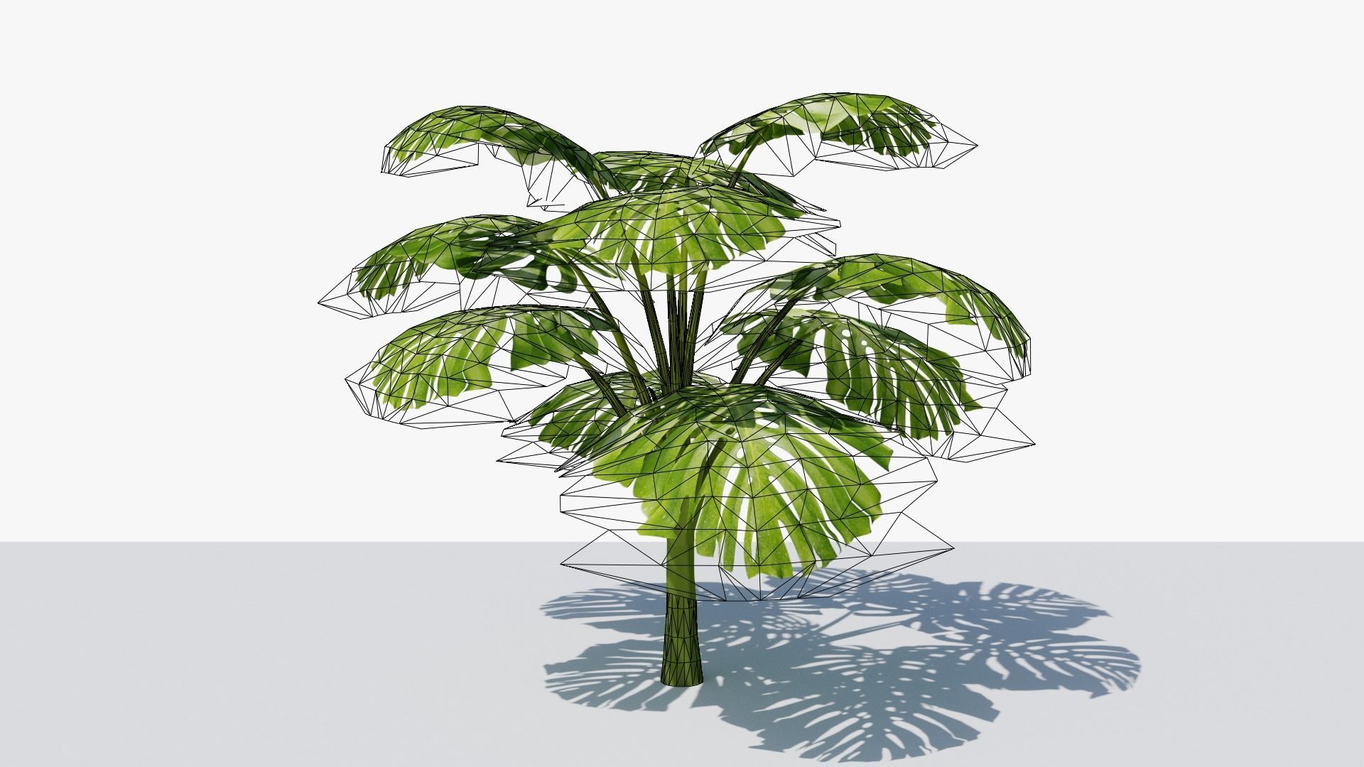 3D model Monstera Tropical Plant VR / AR / low-poly | CGTrader