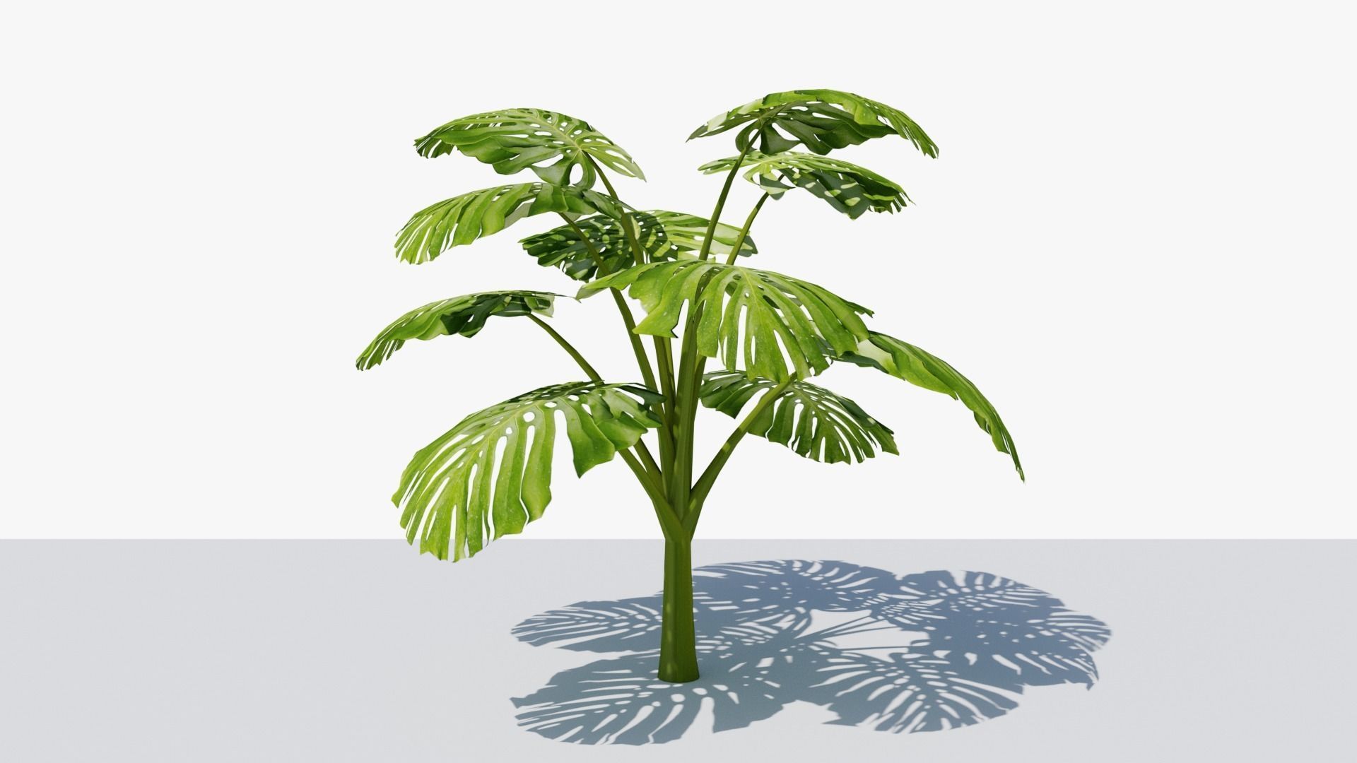 3D model Monstera Tropical Plant VR / AR / low-poly | CGTrader