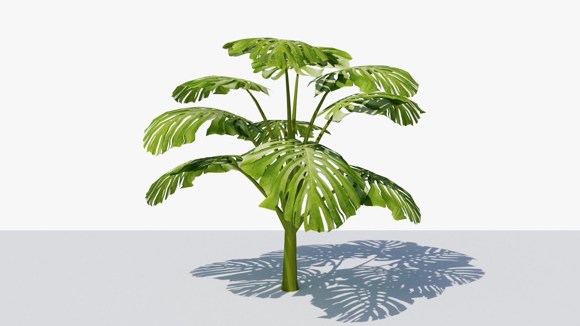 3D model Monstera Tropical Plant VR / AR / low-poly | CGTrader