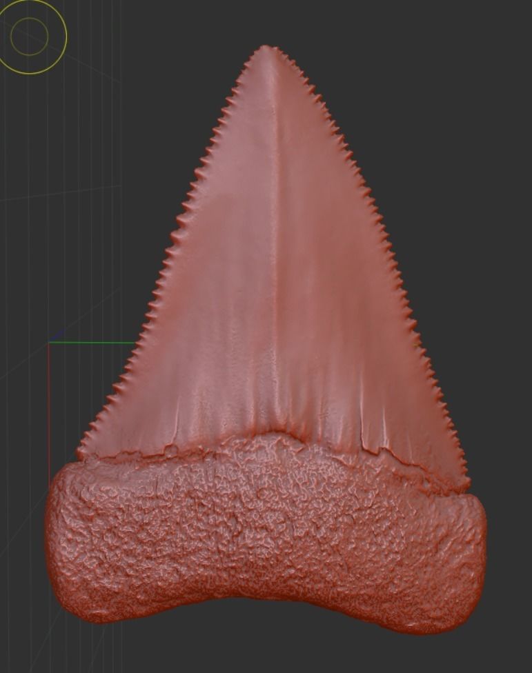 Great white shark teeth 3D model 3D printable | CGTrader