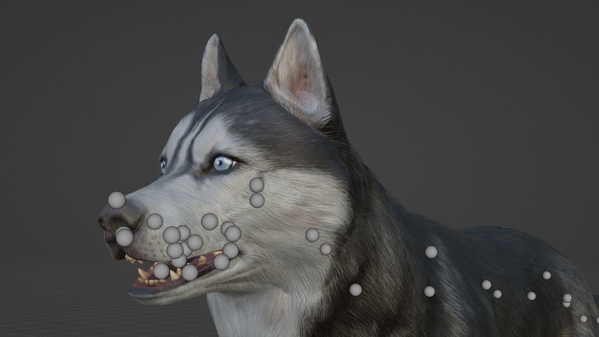 3D model DOG - SIBERIAN HUSKY VR / AR / low-poly | CGTrader