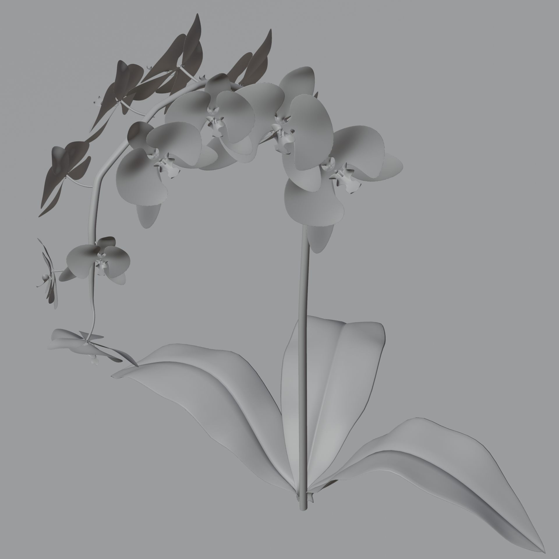 Orchid 3d flower 3D model | CGTrader