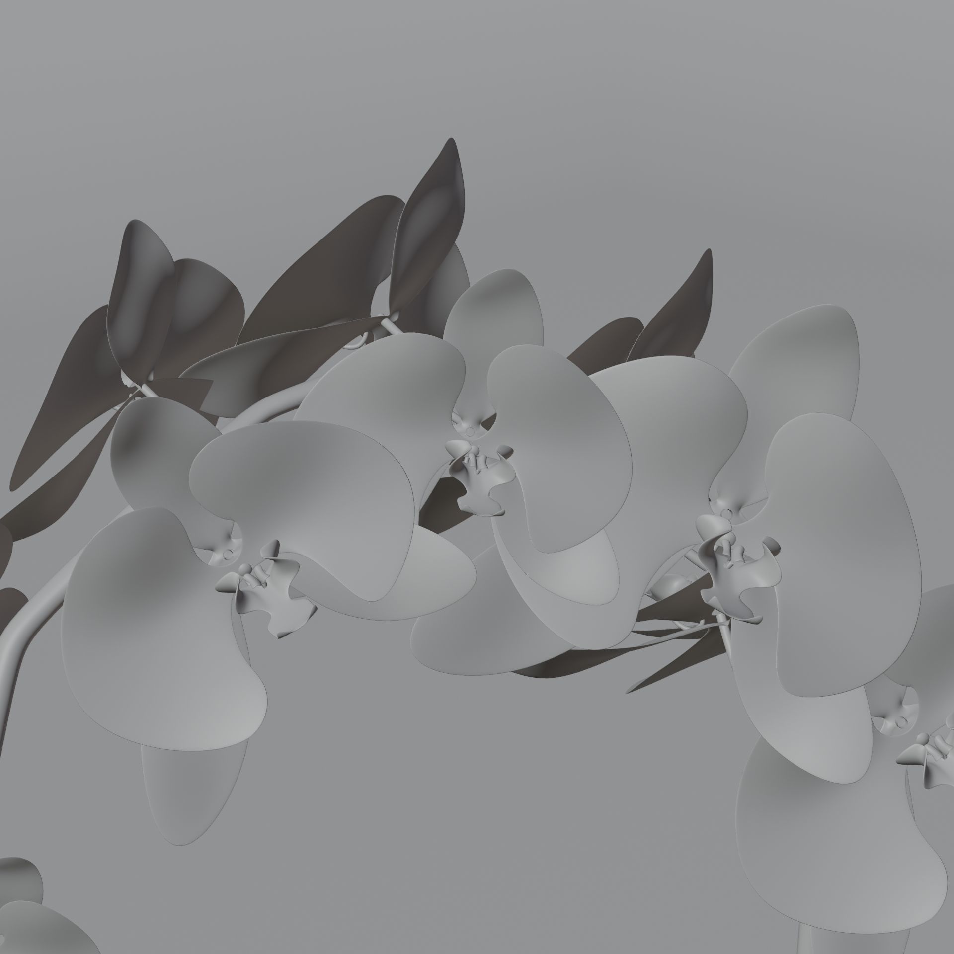 Orchid 3d flower 3D model | CGTrader