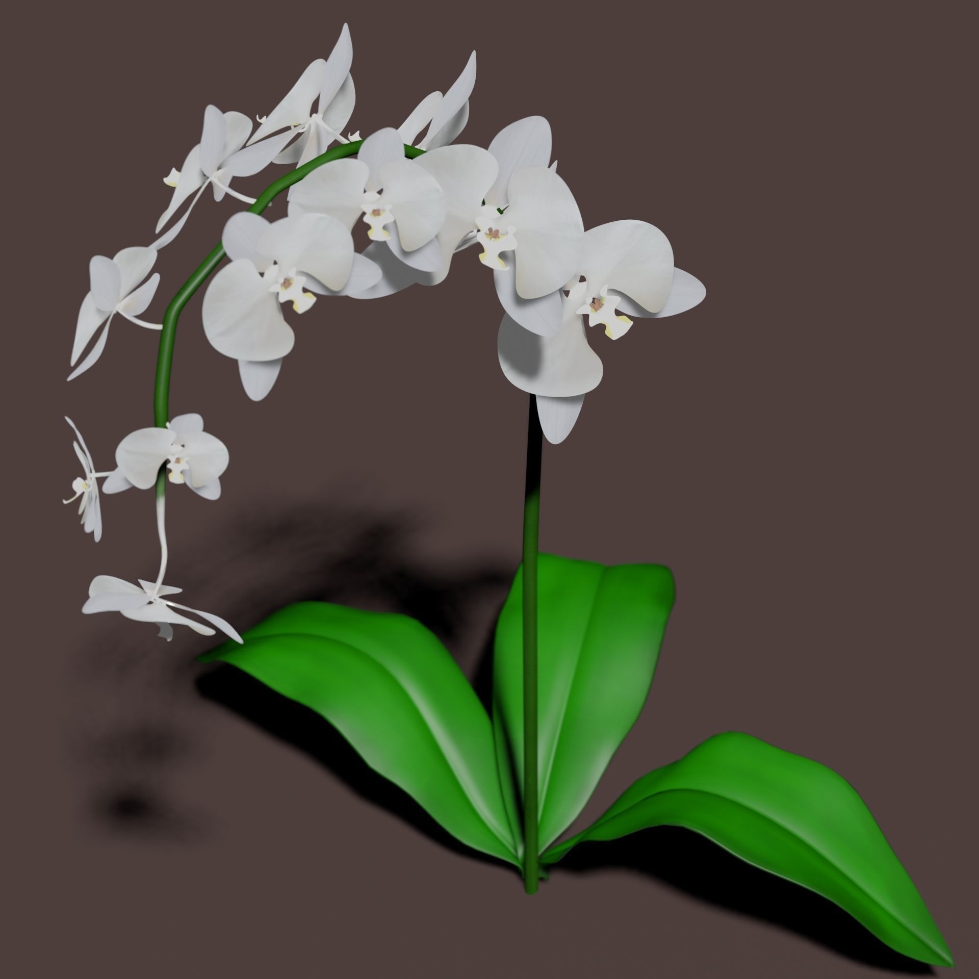 Orchid 3d flower 3D model | CGTrader