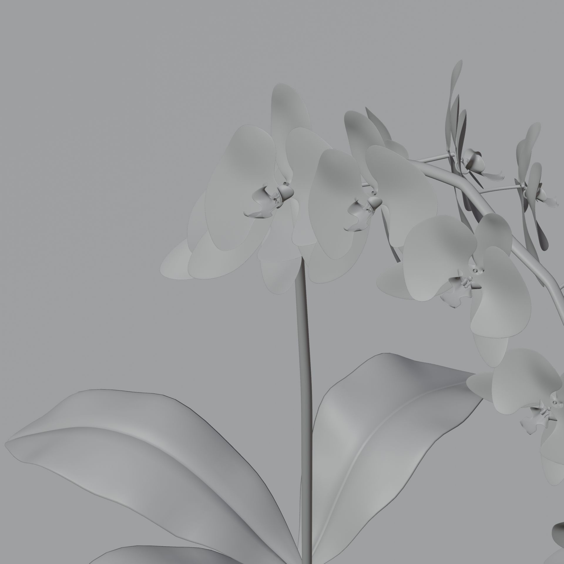 Orchid 3d flower 3D model | CGTrader
