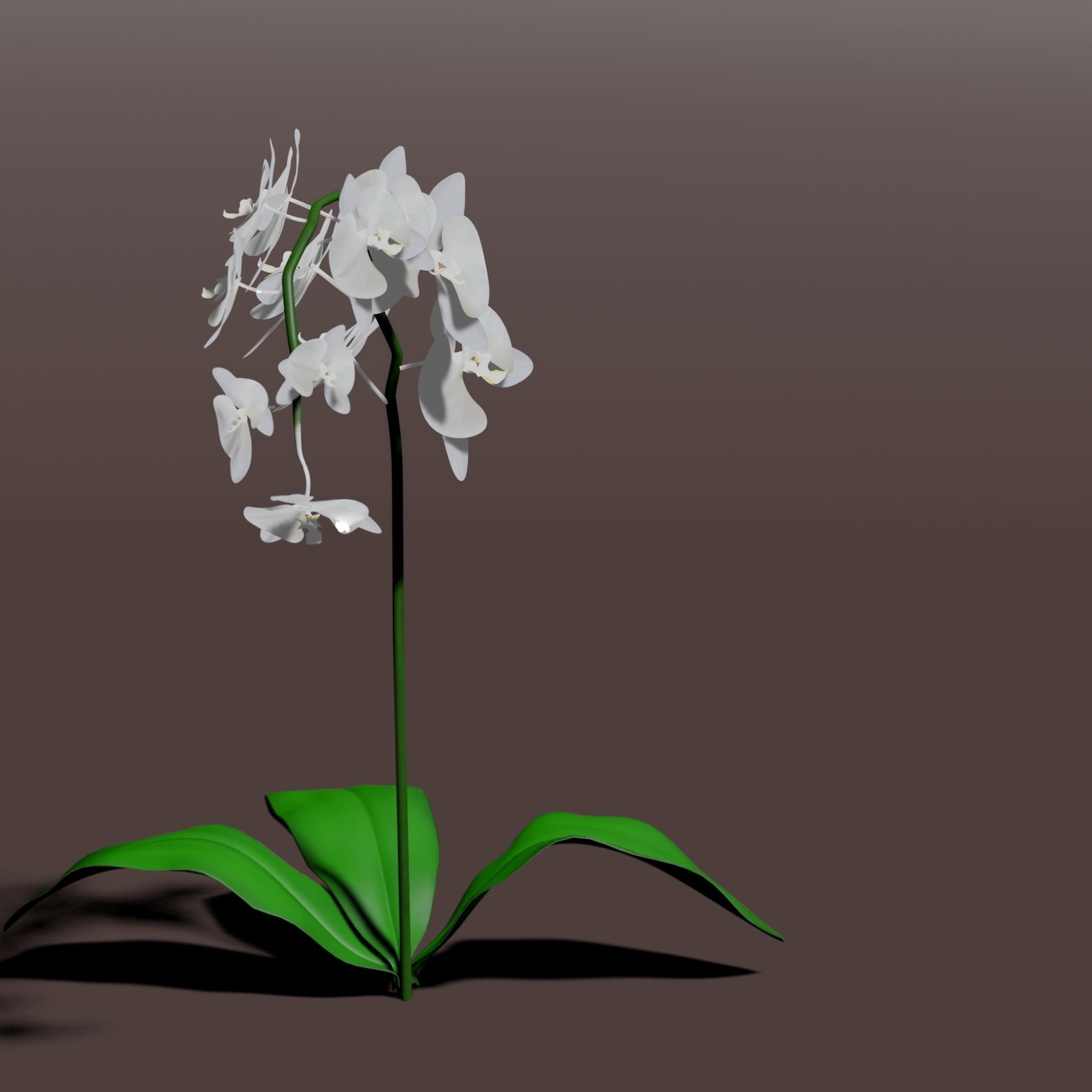 Orchid 3d flower 3D model | CGTrader