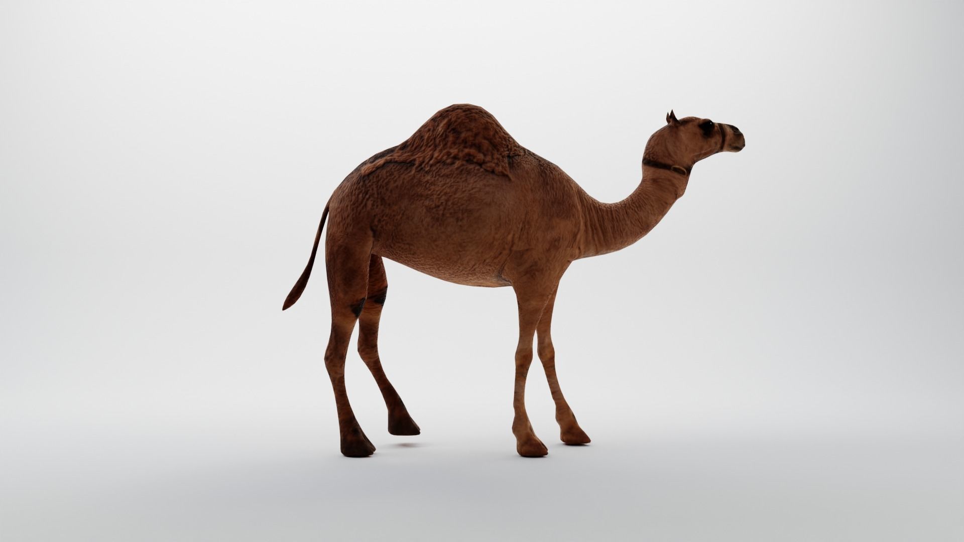 CAMEL RIGGED 3D model rigged | CGTrader