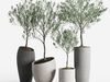 Olive European Potted Eco Stone Hitohana 3D model | CGTrader
