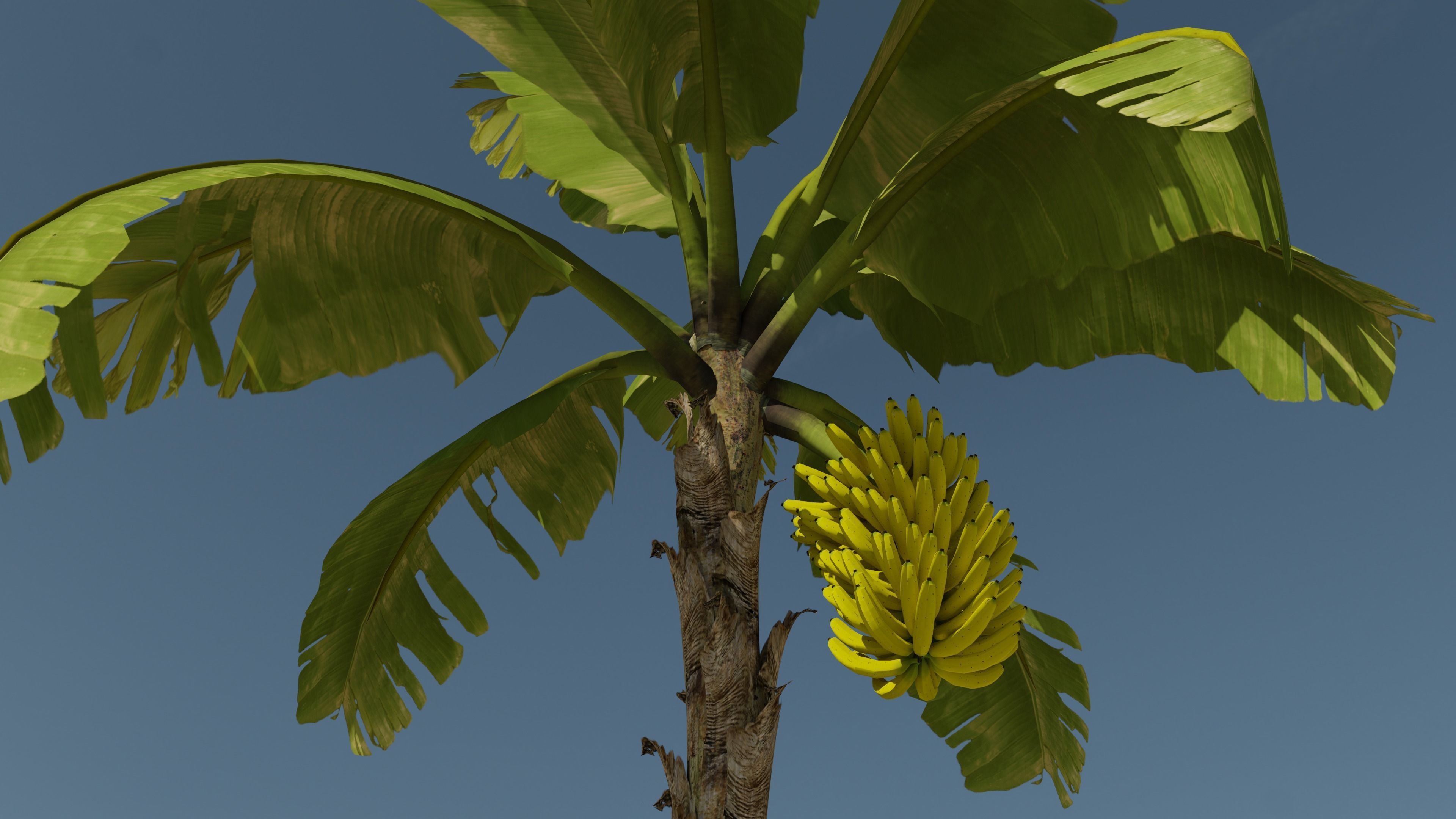 Banana Plant With Banana Fruits 3D model | CGTrader