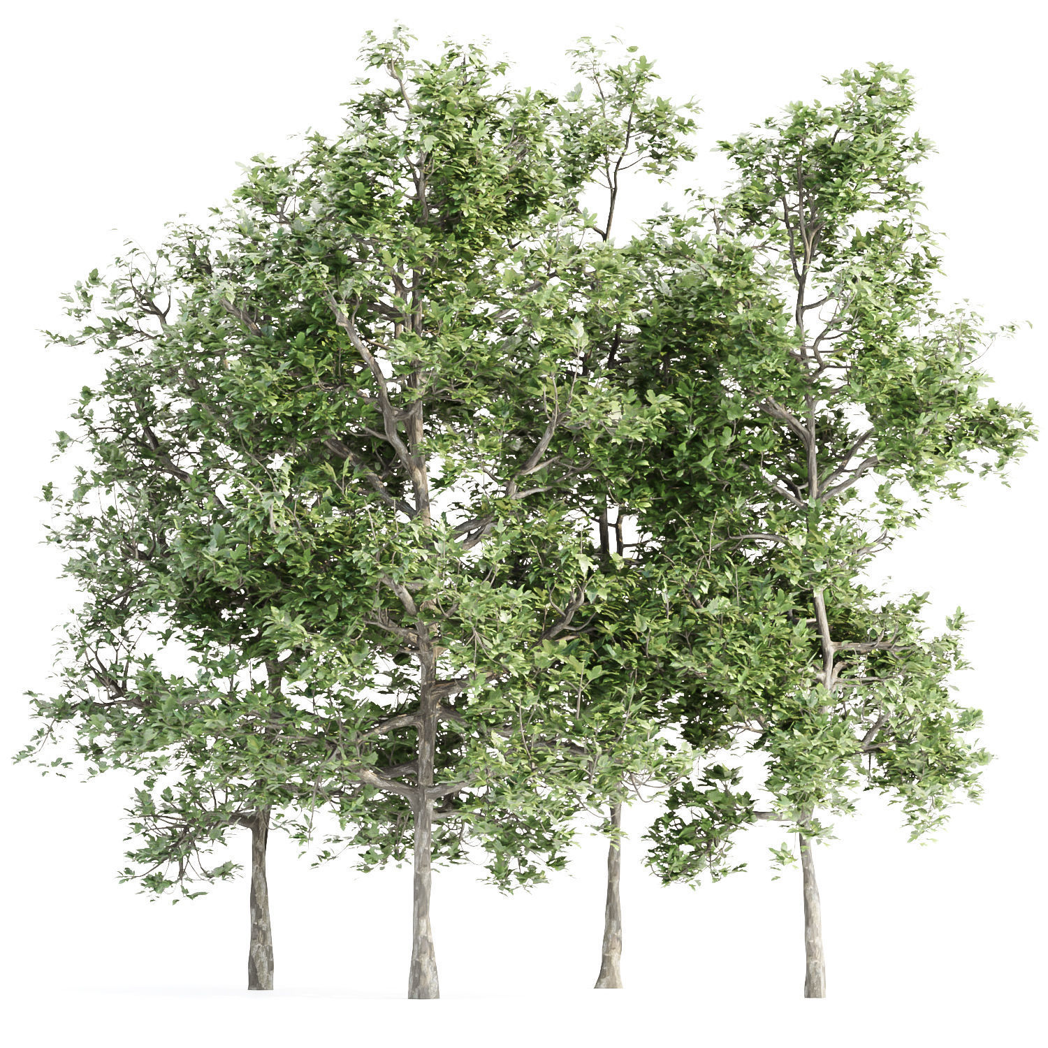 Trees collection vol 189 3D model | CGTrader