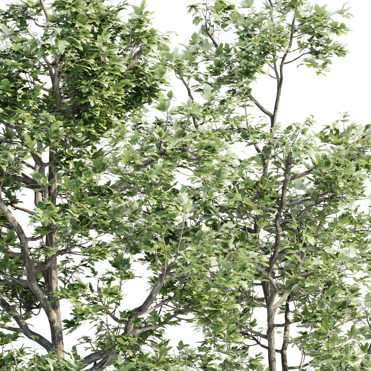 Trees collection vol 189 3D model | CGTrader