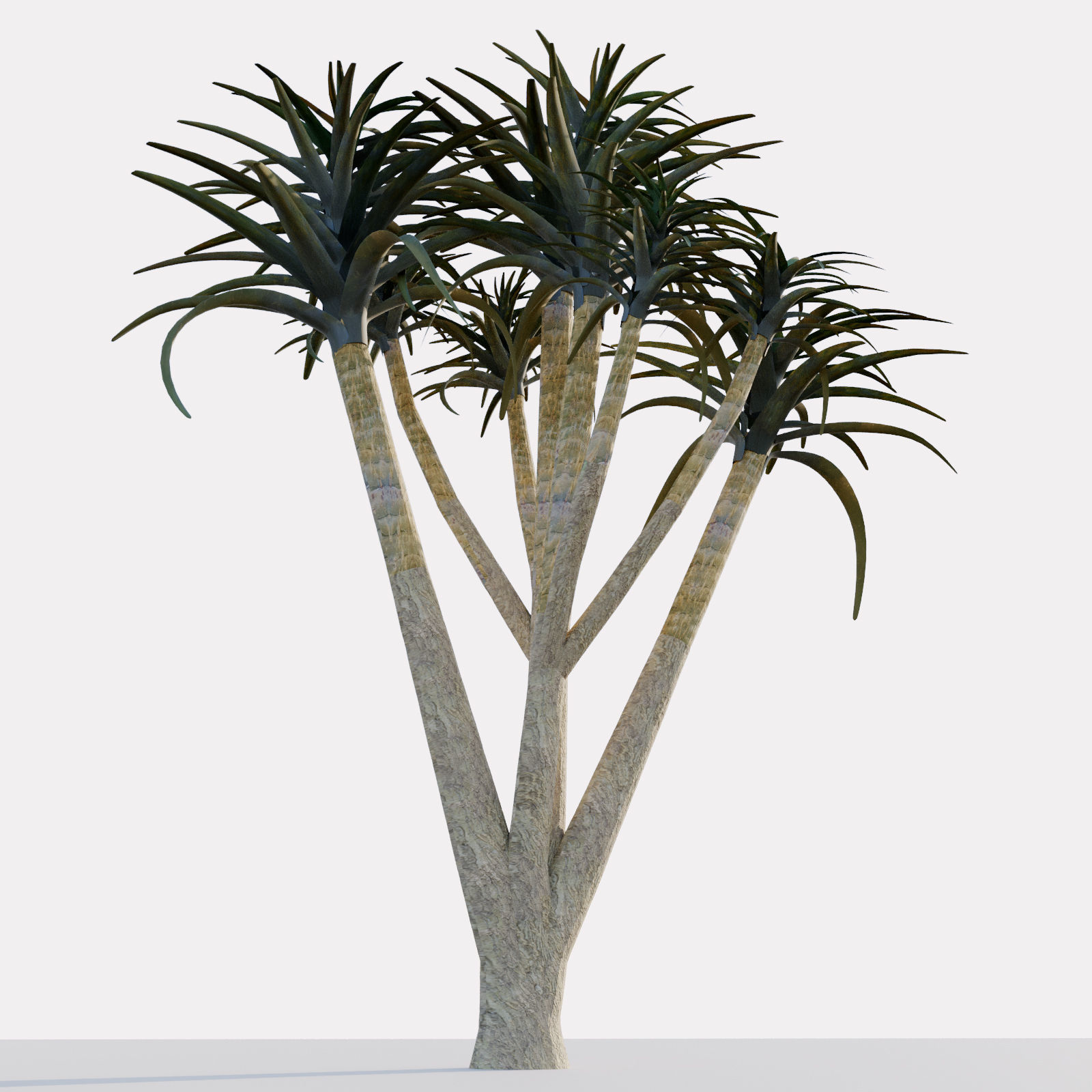 Aloe Tree 3D model | CGTrader