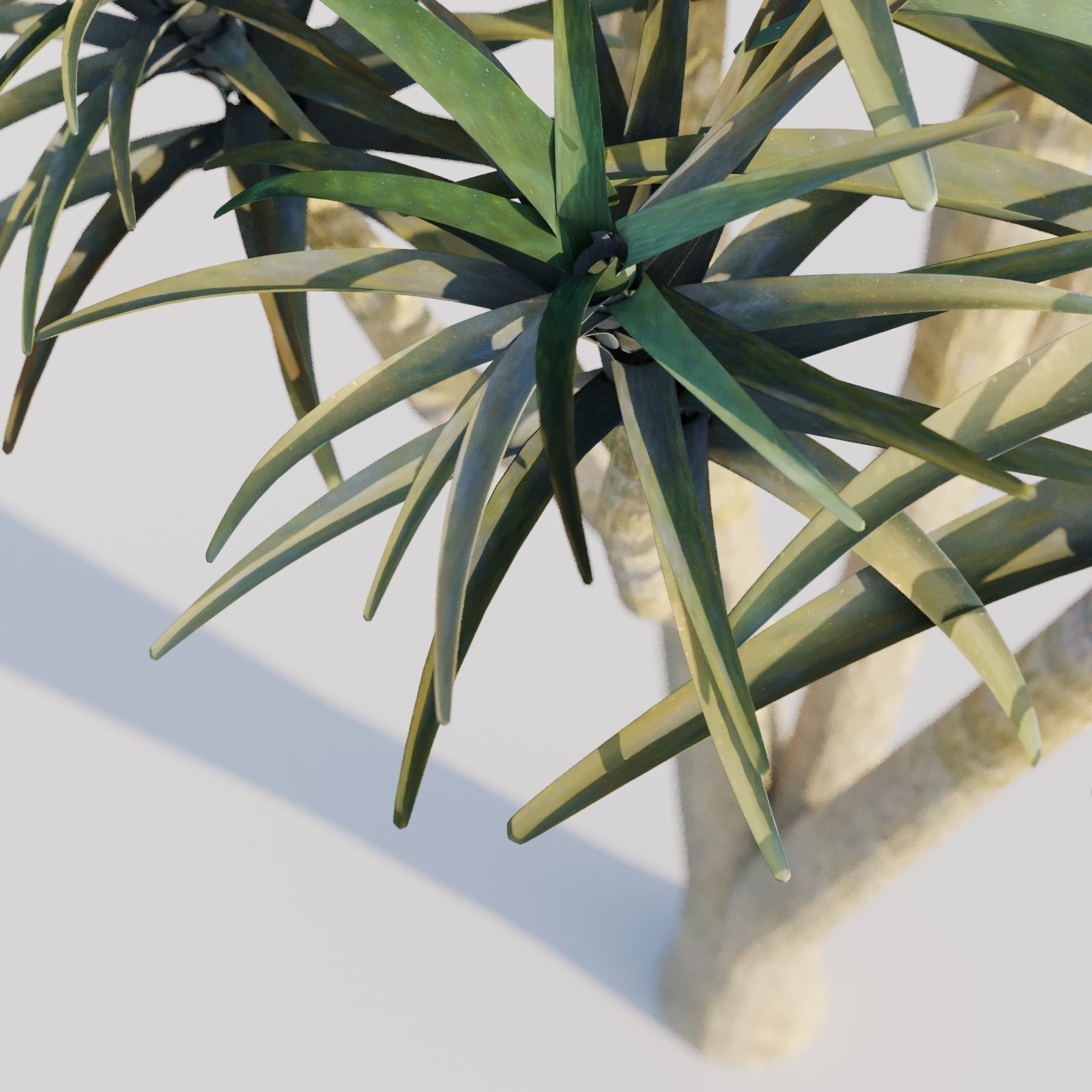 Aloe Tree 3D model | CGTrader