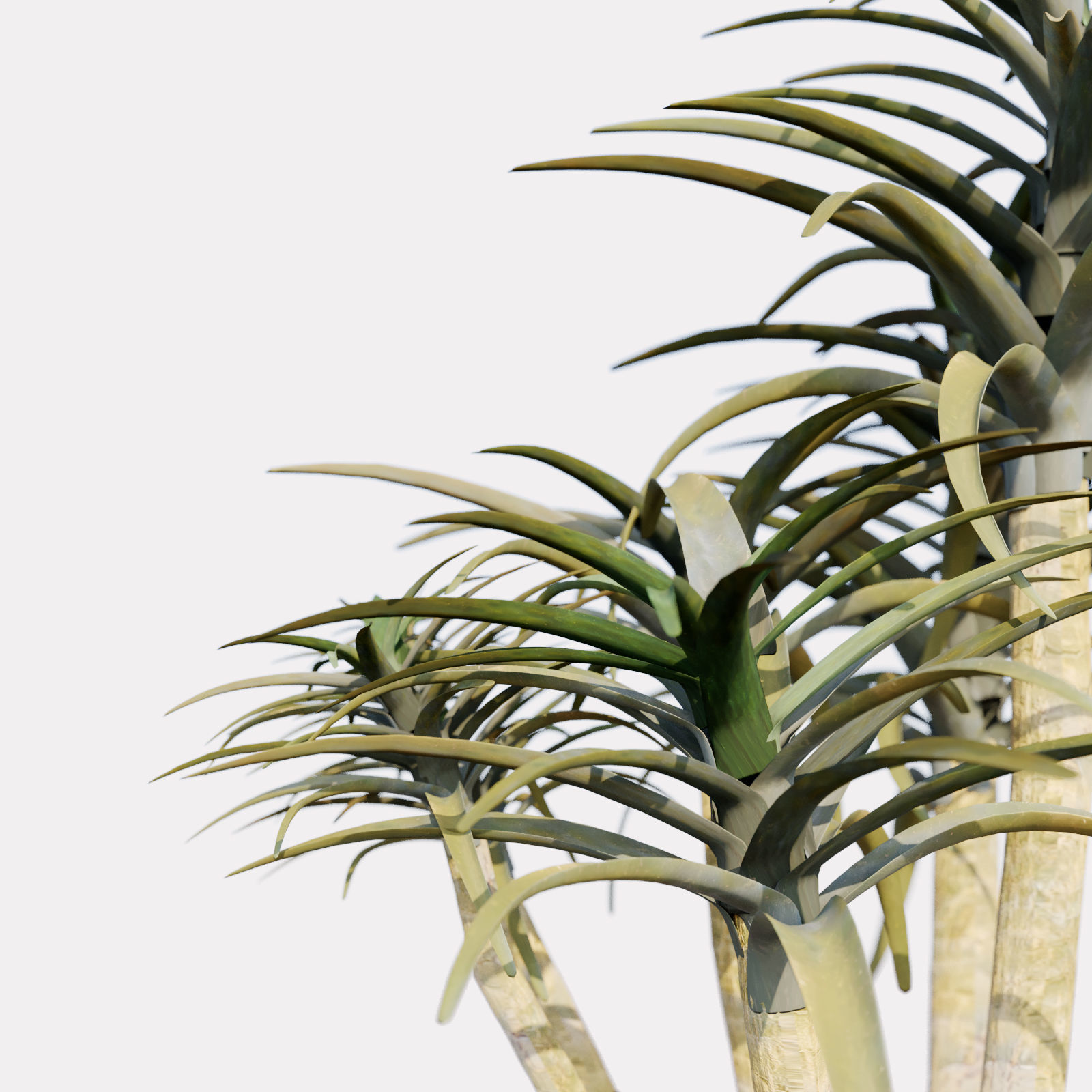 Aloe Tree 3D model | CGTrader