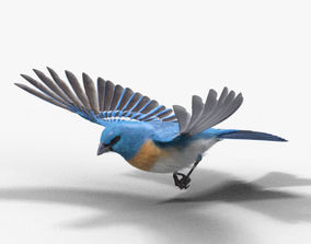 Animated Bird 3D Models | CGTrader