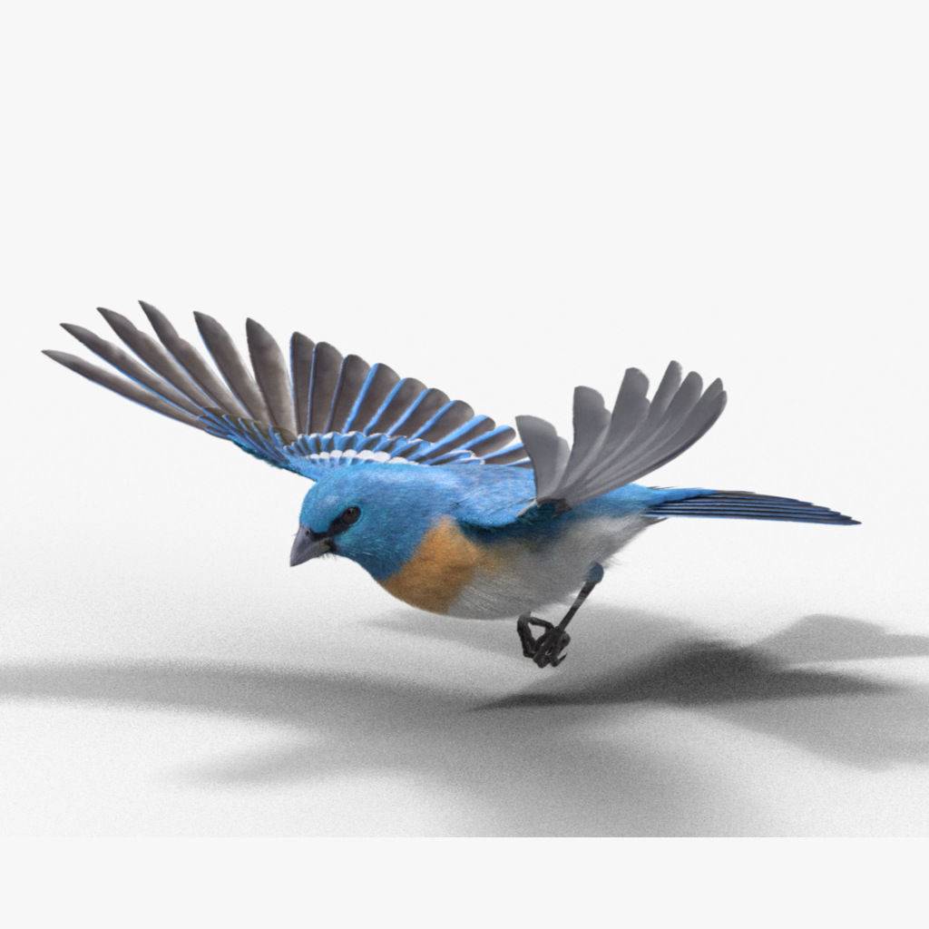 Lazuli Bunting Bird Animated VFX Grace 3D model animated rigged | CGTrader