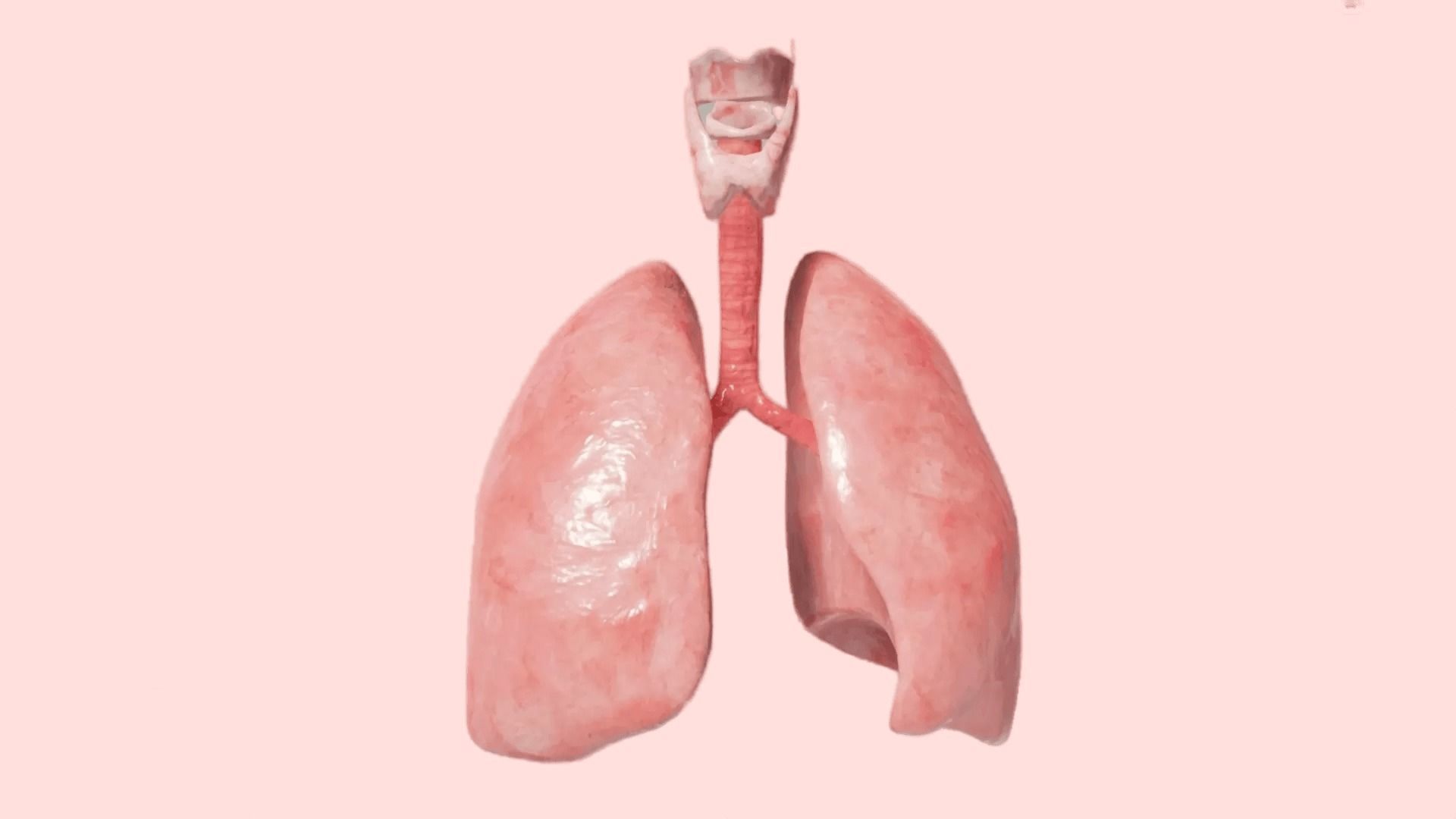 3D model Human Organs 3D Model with Skeleton Character VR / AR / low ...