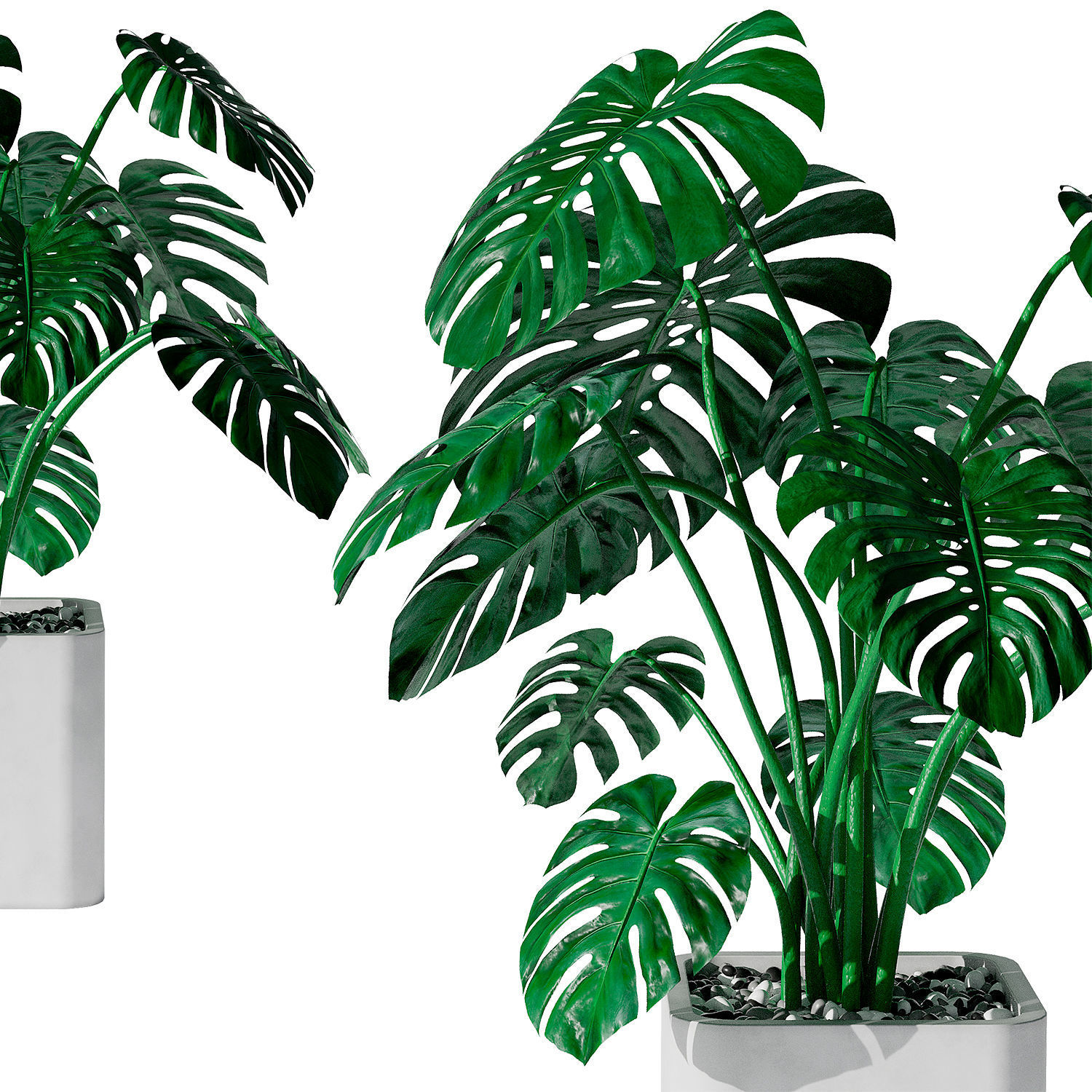 3D model Plant Monstera VR / AR / low-poly | CGTrader