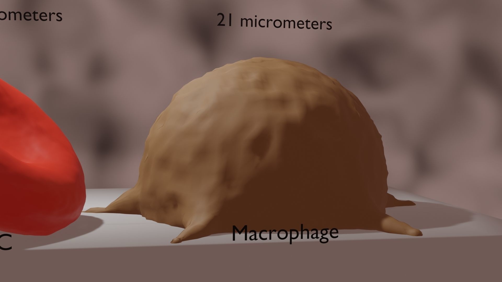 Macrophage RBC bacteria coronavirus in sizes 3D model | CGTrader