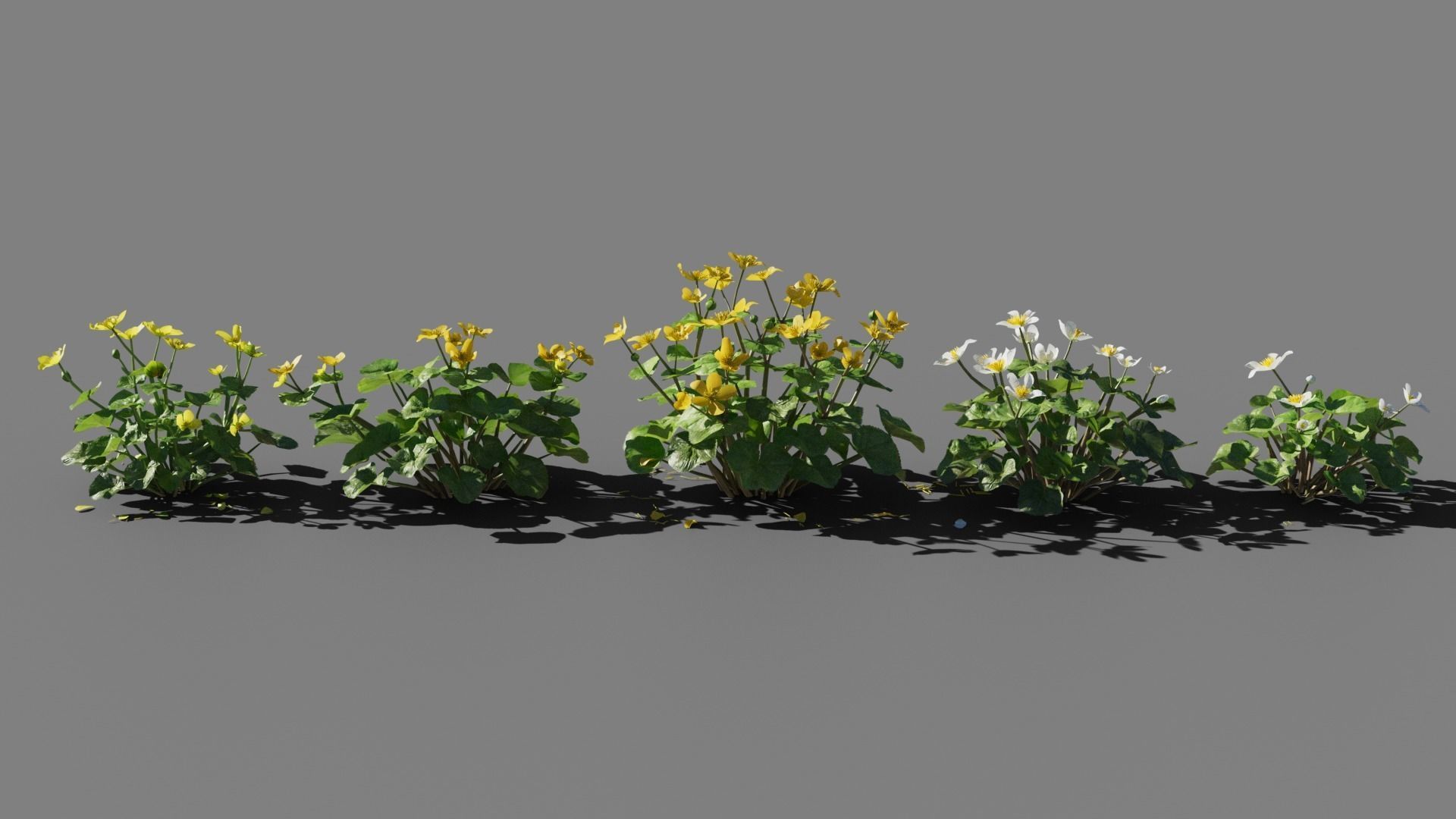 3D model Marsh Marigold VFX Grace VR / AR / low-poly | CGTrader