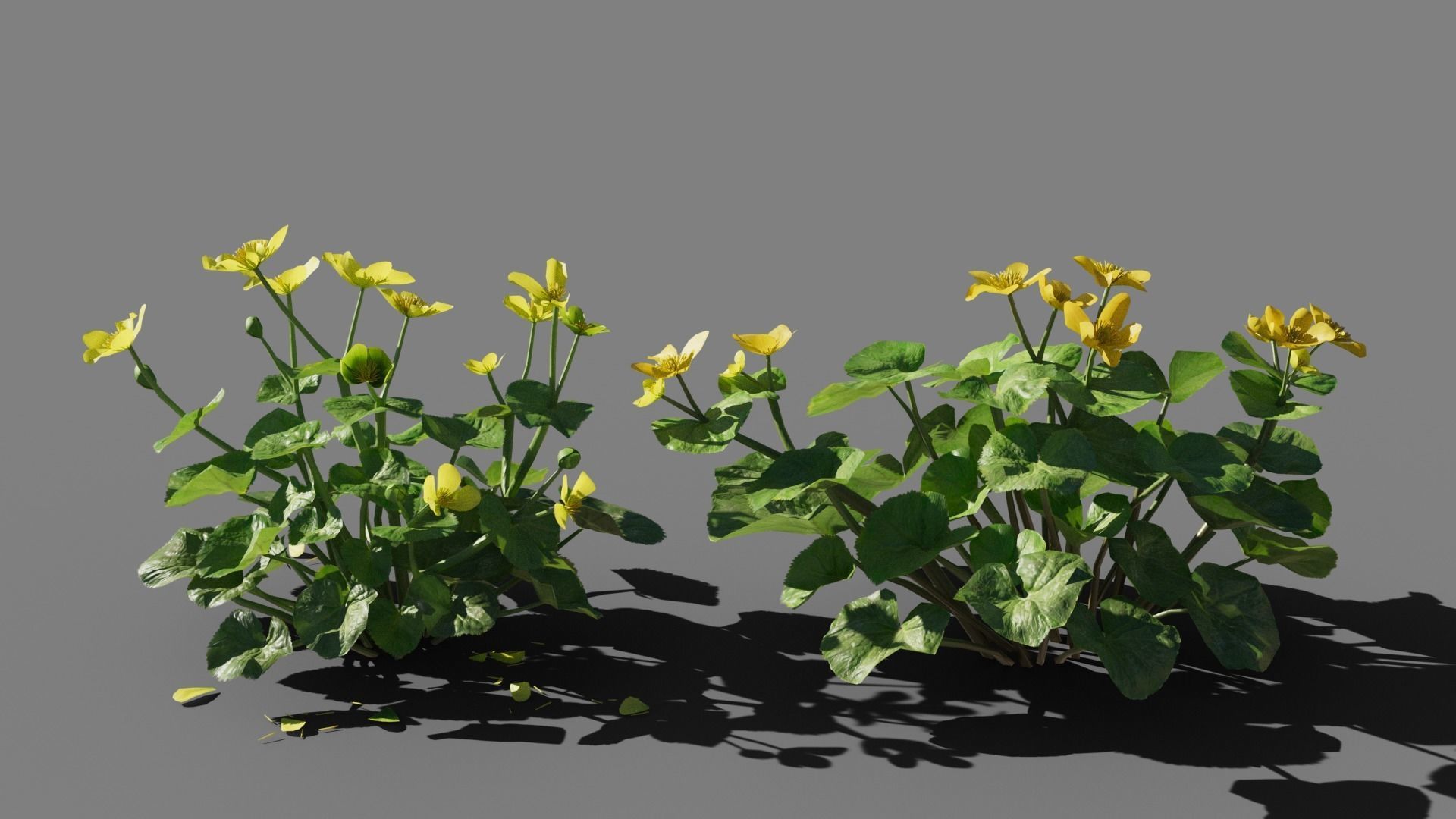 3D model Marsh Marigold VFX Grace VR / AR / low-poly | CGTrader