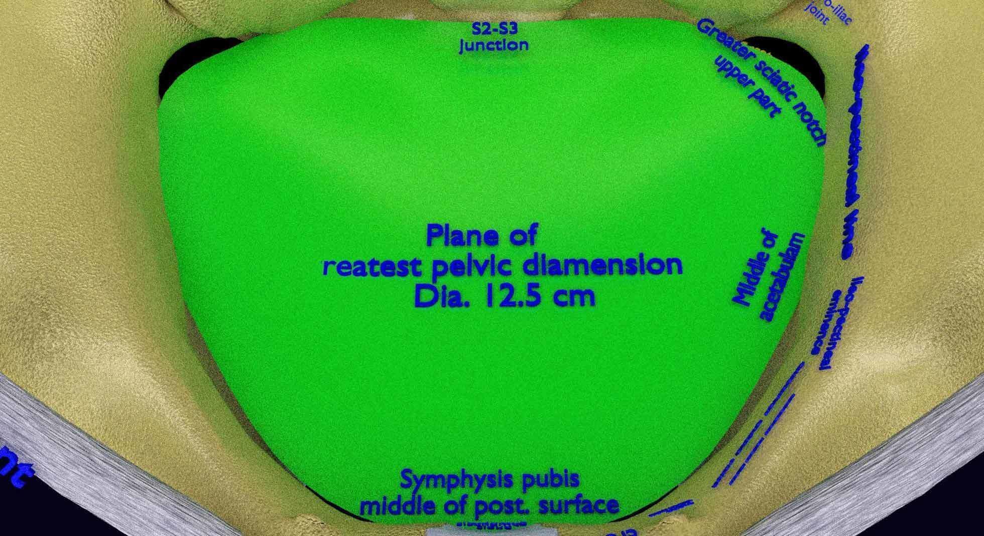 3D model Female pelvis clinical Pelvimetry dimension VR / AR / low-poly ...