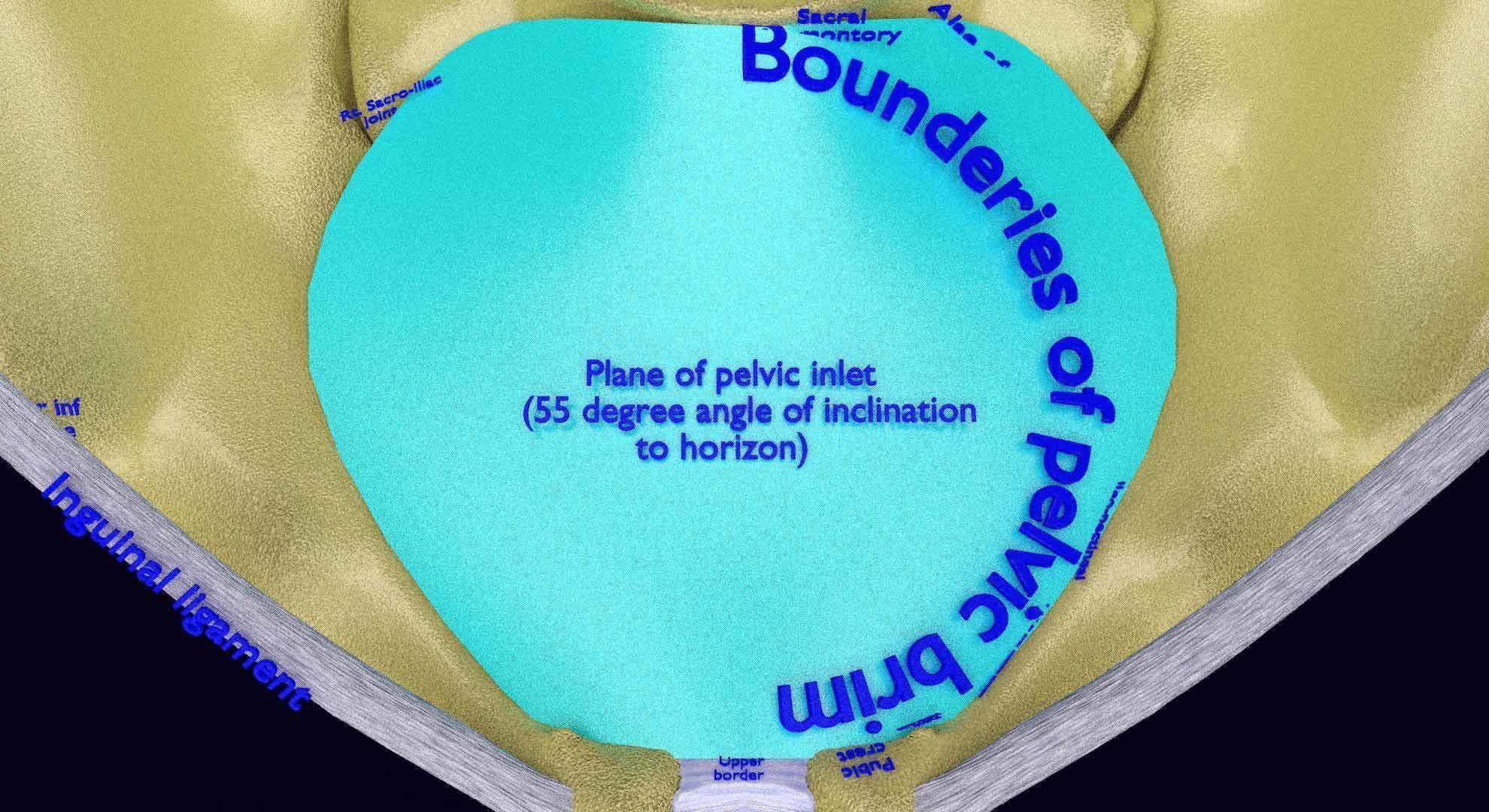 3D model Female pelvis clinical Pelvimetry dimension VR / AR / low-poly ...