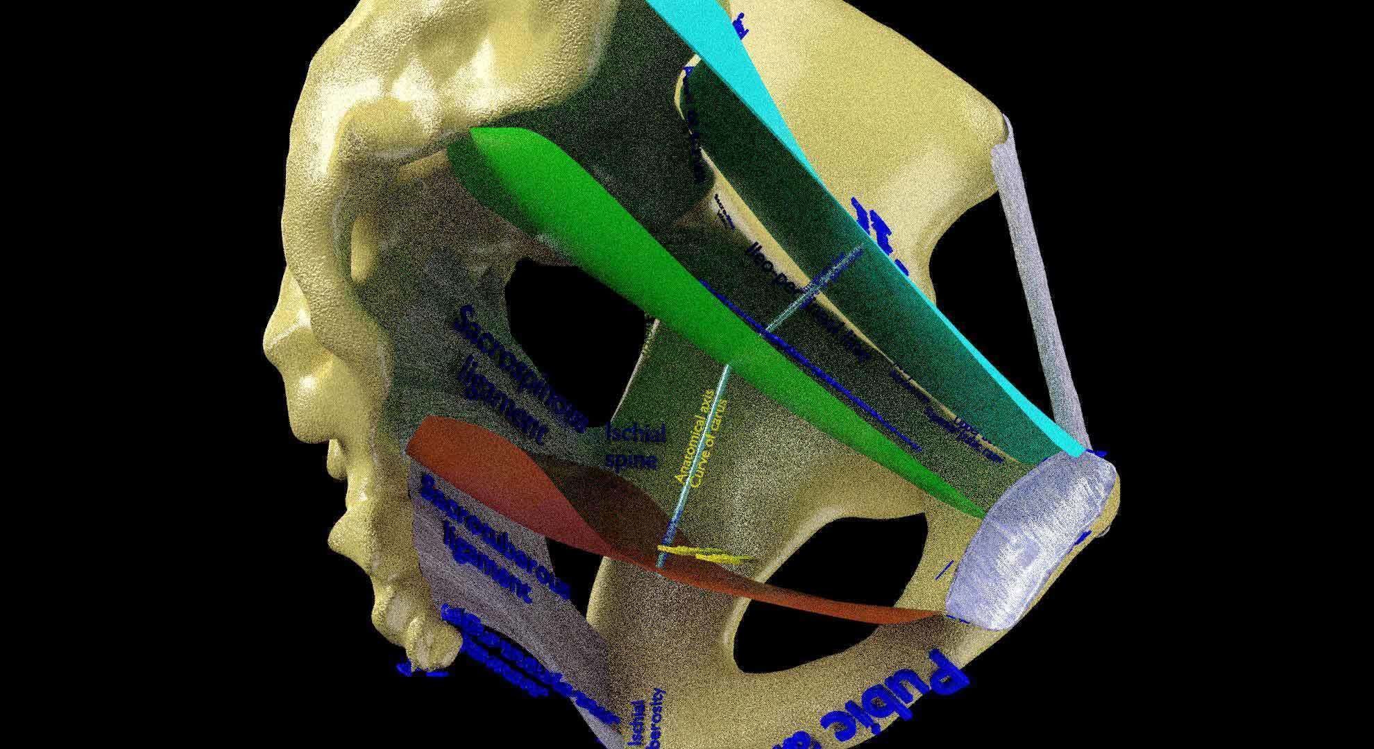 3D model Female pelvis clinical Pelvimetry dimension VR / AR / low-poly ...