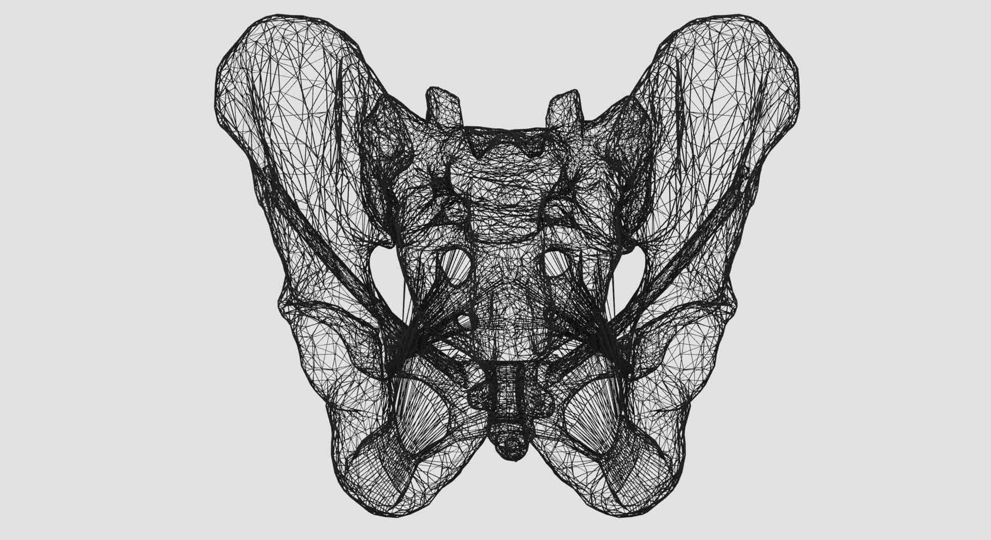 3D model Female pelvis clinical Pelvimetry dimension VR / AR / low-poly ...