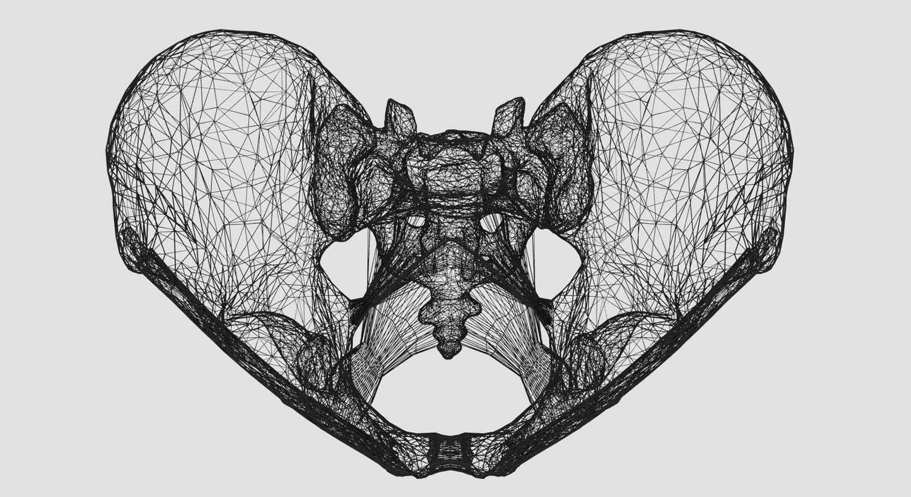 3D model Female pelvis clinical Pelvimetry dimension VR / AR / low-poly ...
