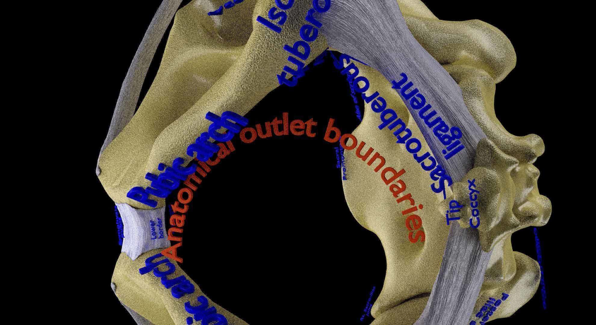 3D model Female pelvis clinical Pelvimetry dimension VR / AR / low-poly ...