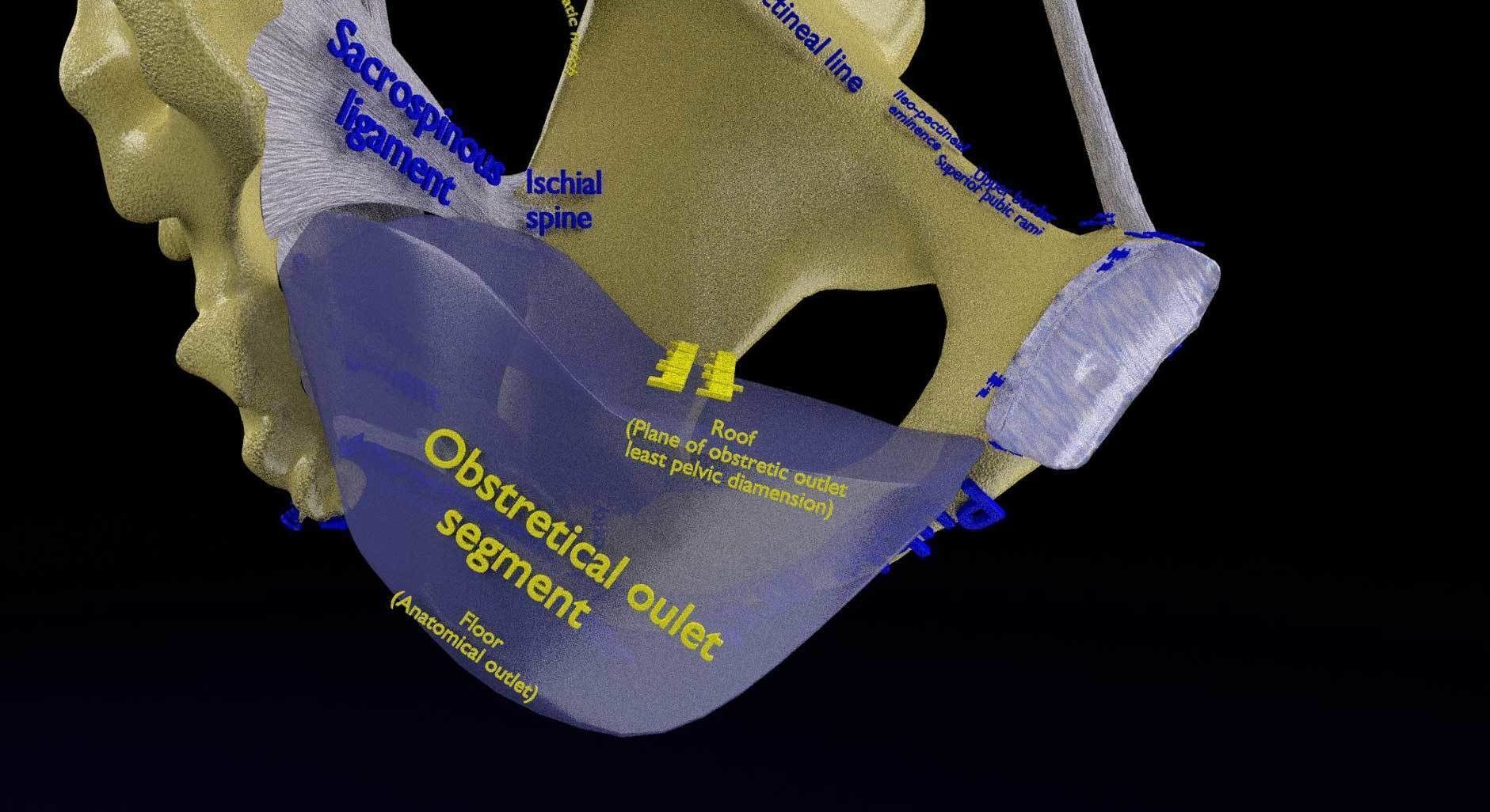 3D model Female pelvis clinical Pelvimetry dimension VR / AR / low-poly ...