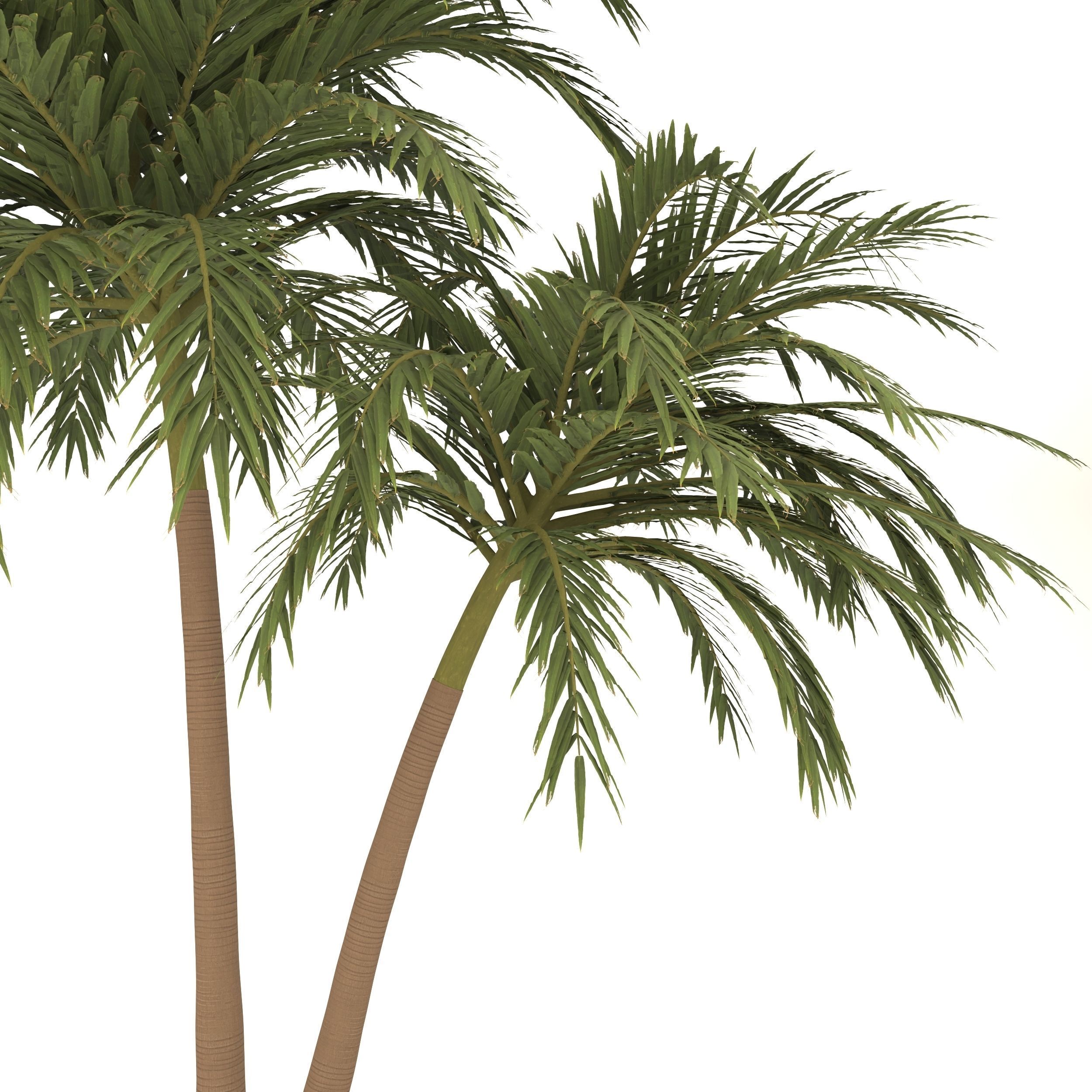palm tree 70 3D model | CGTrader